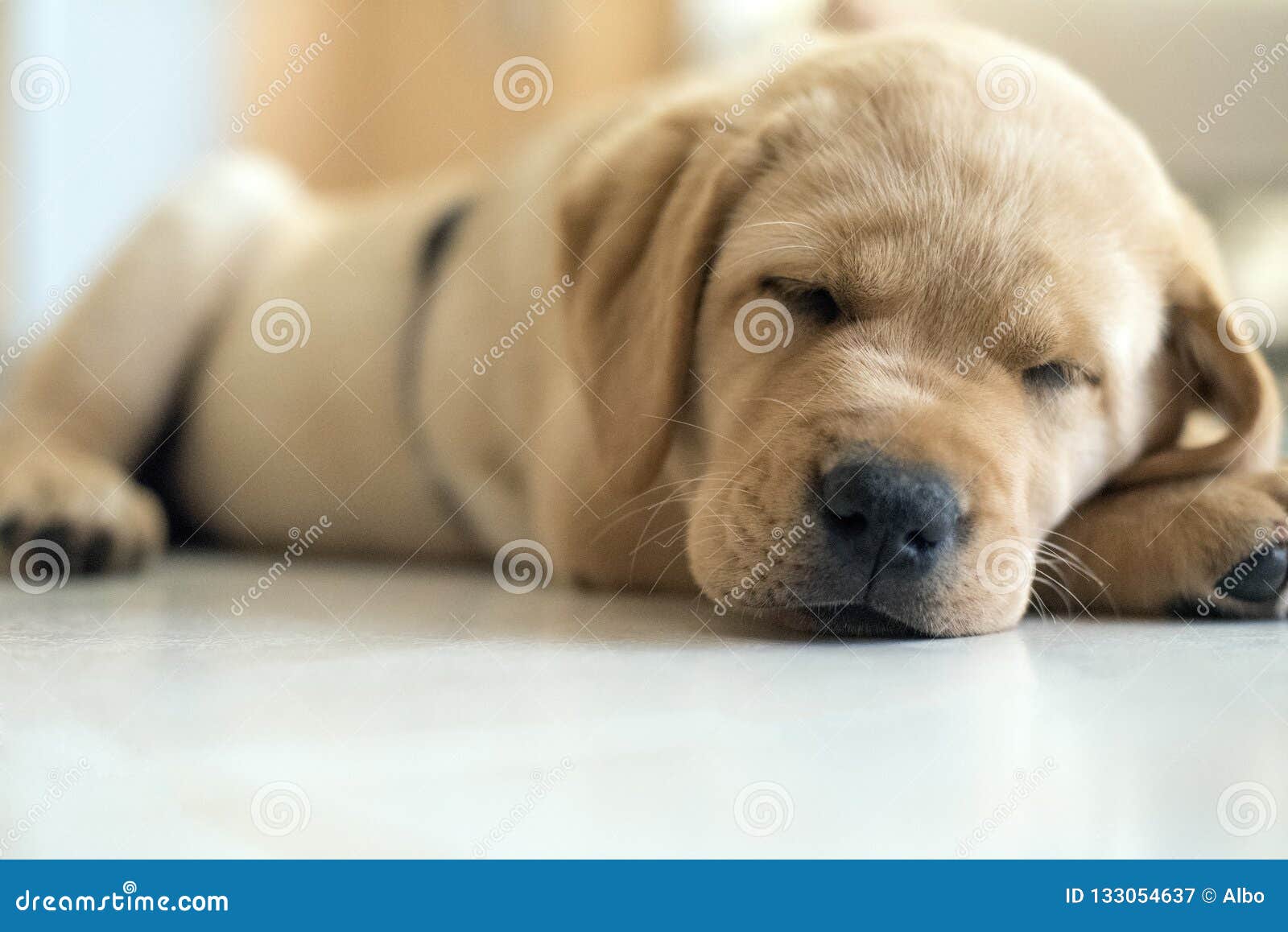 Tender labrador sleeping stock image. Image of puppy - 133054637
