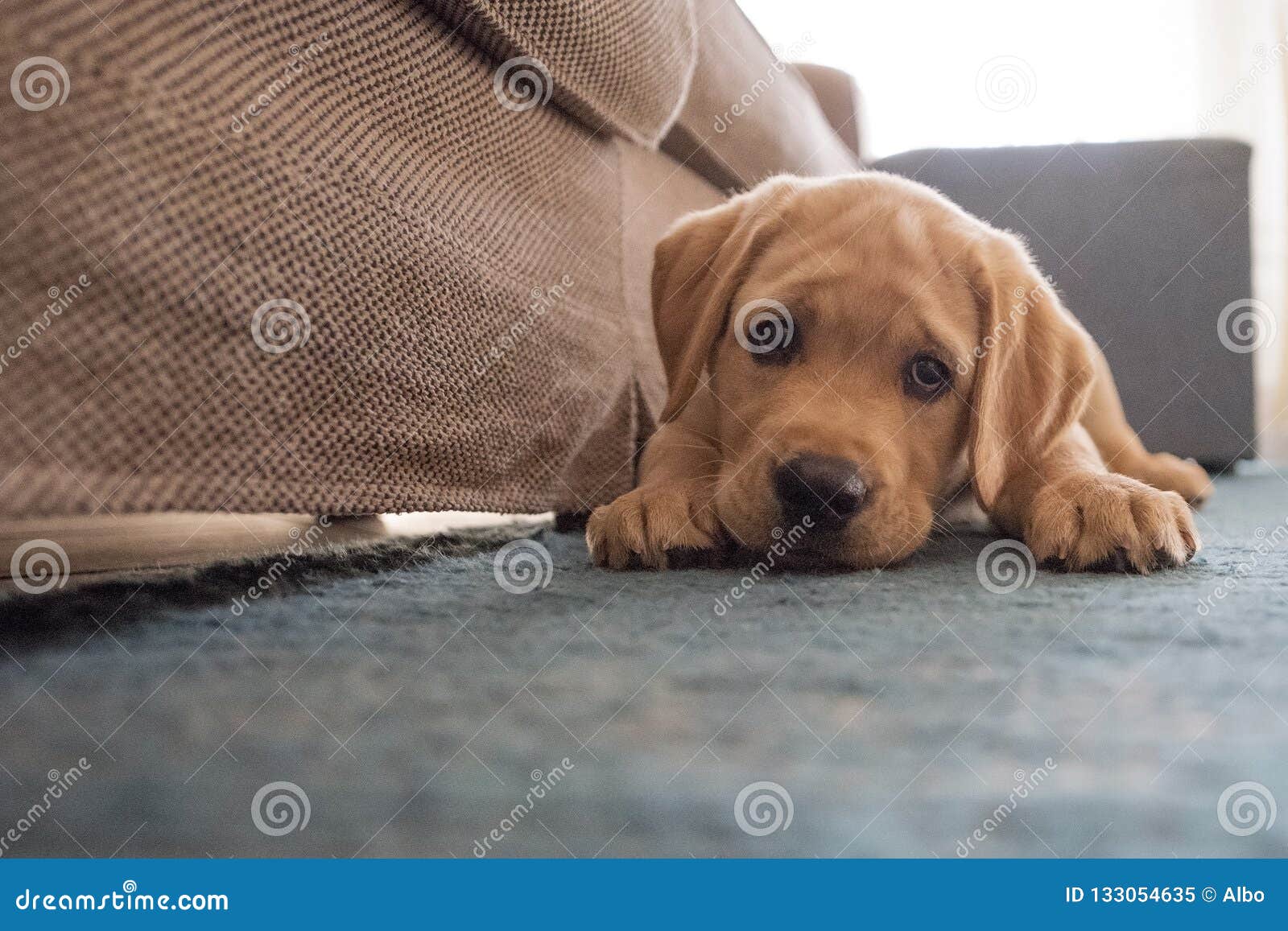 Labrador stock image. Image of carpet, pets, dogs, family - 133054635
