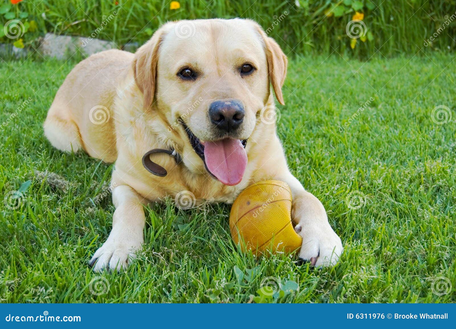 Labrador on Grass stock photo. Image of animals, formal - 6311976