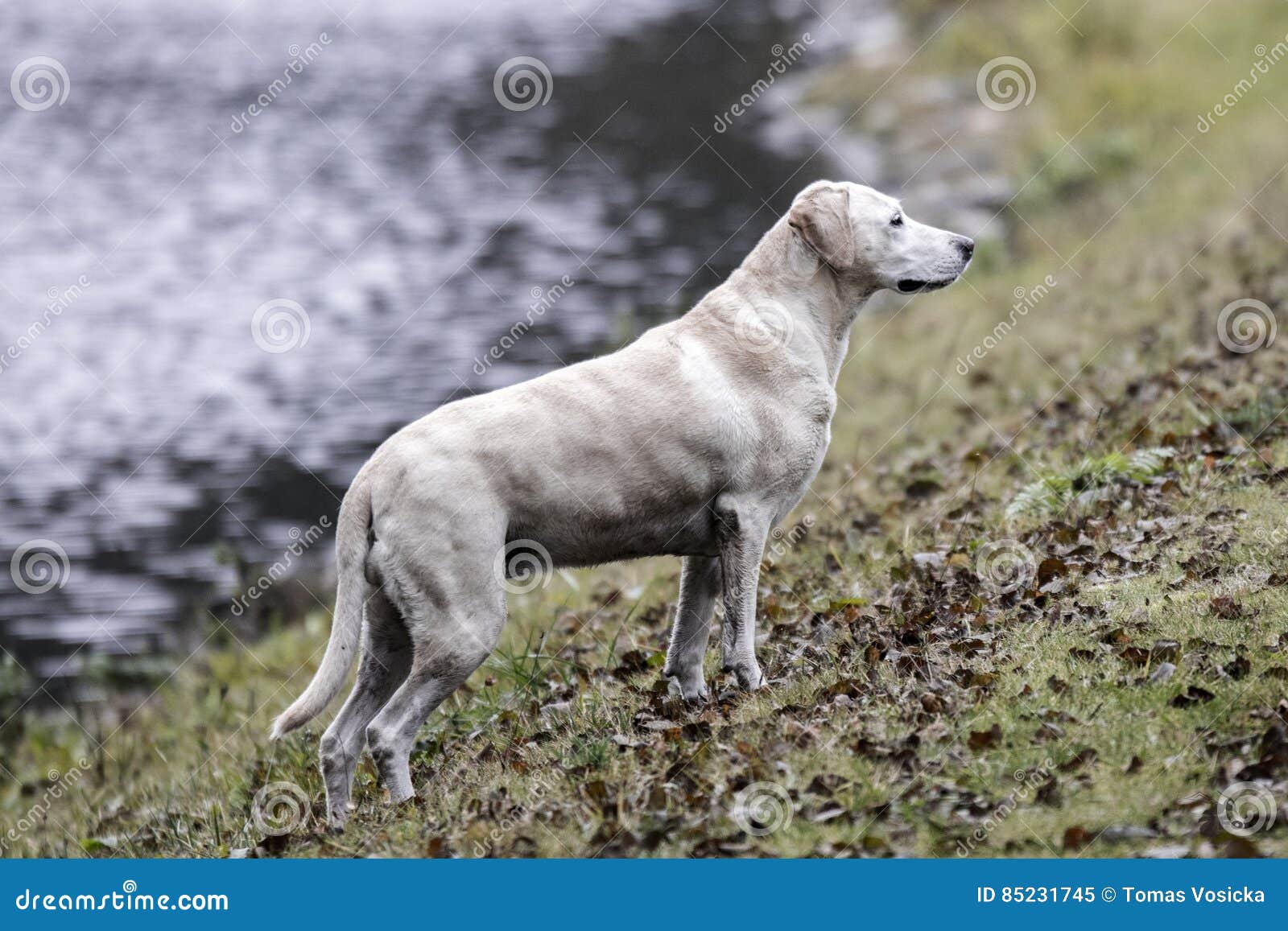 Labrador Gt Stock Photos - Free & Royalty-Free Stock Photos from Dreamstime