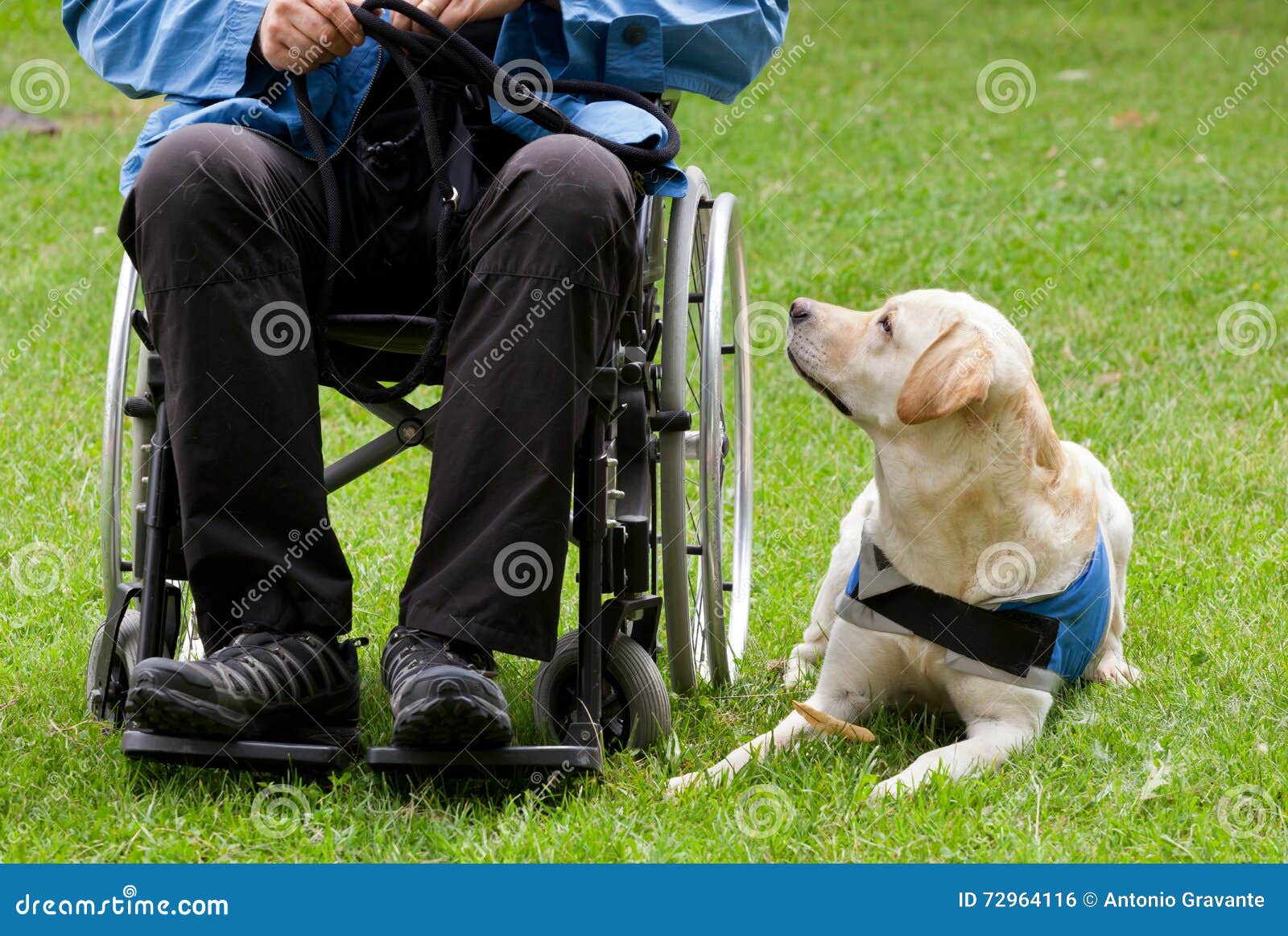 Labrador Guide Dog and His Disabled Owner Stock Photo - Image of ...