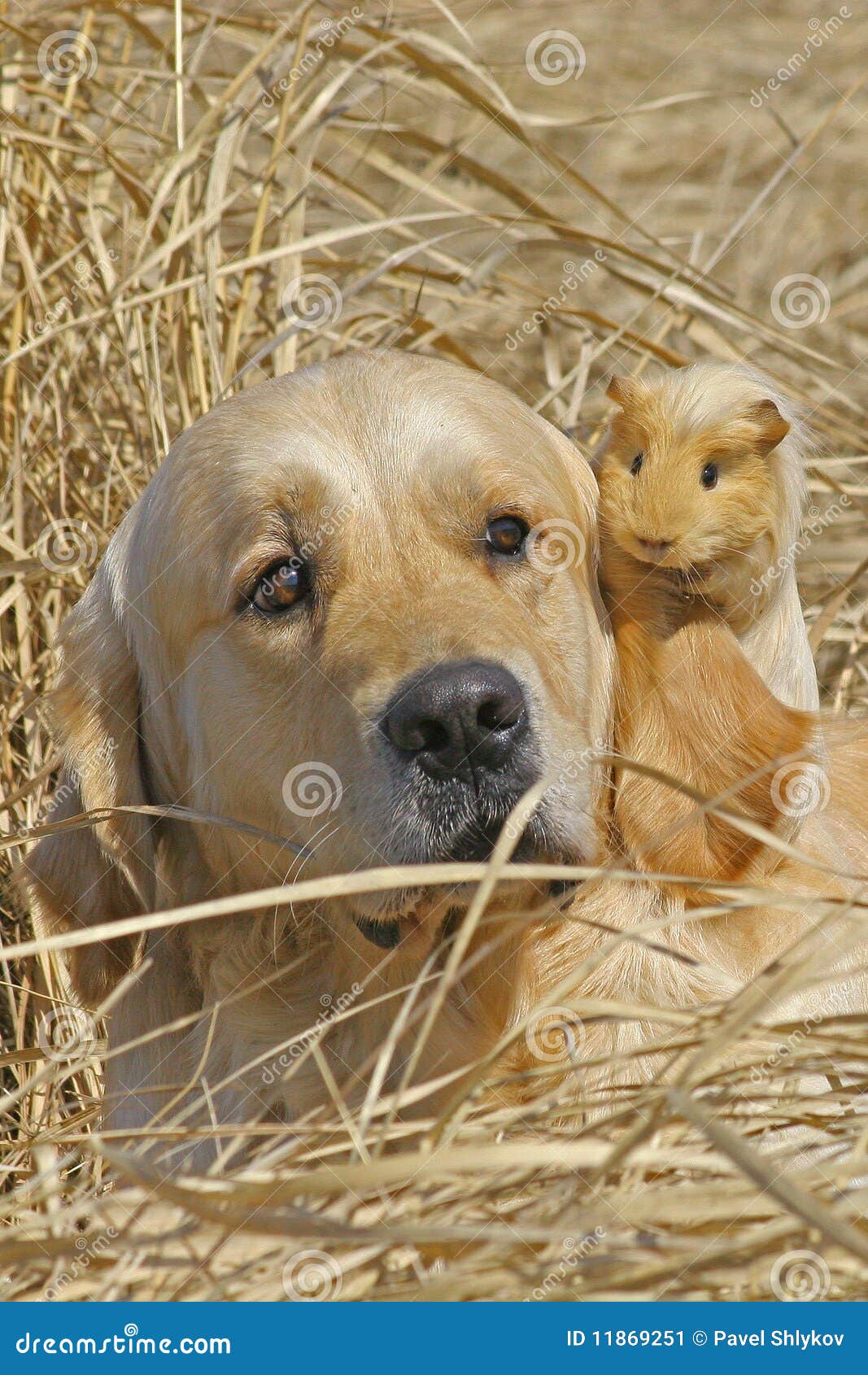 Labrador and Guinea-pig stock image. Image of animals - 11869251