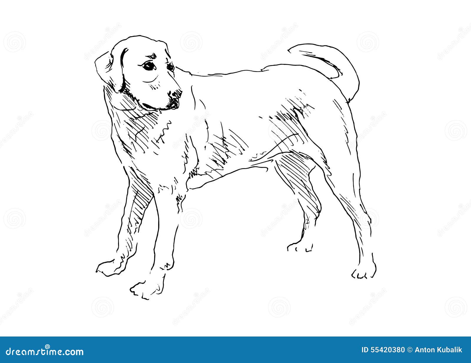 Attentive Labrador Retriever Ink Drawing Stock Photography ...
