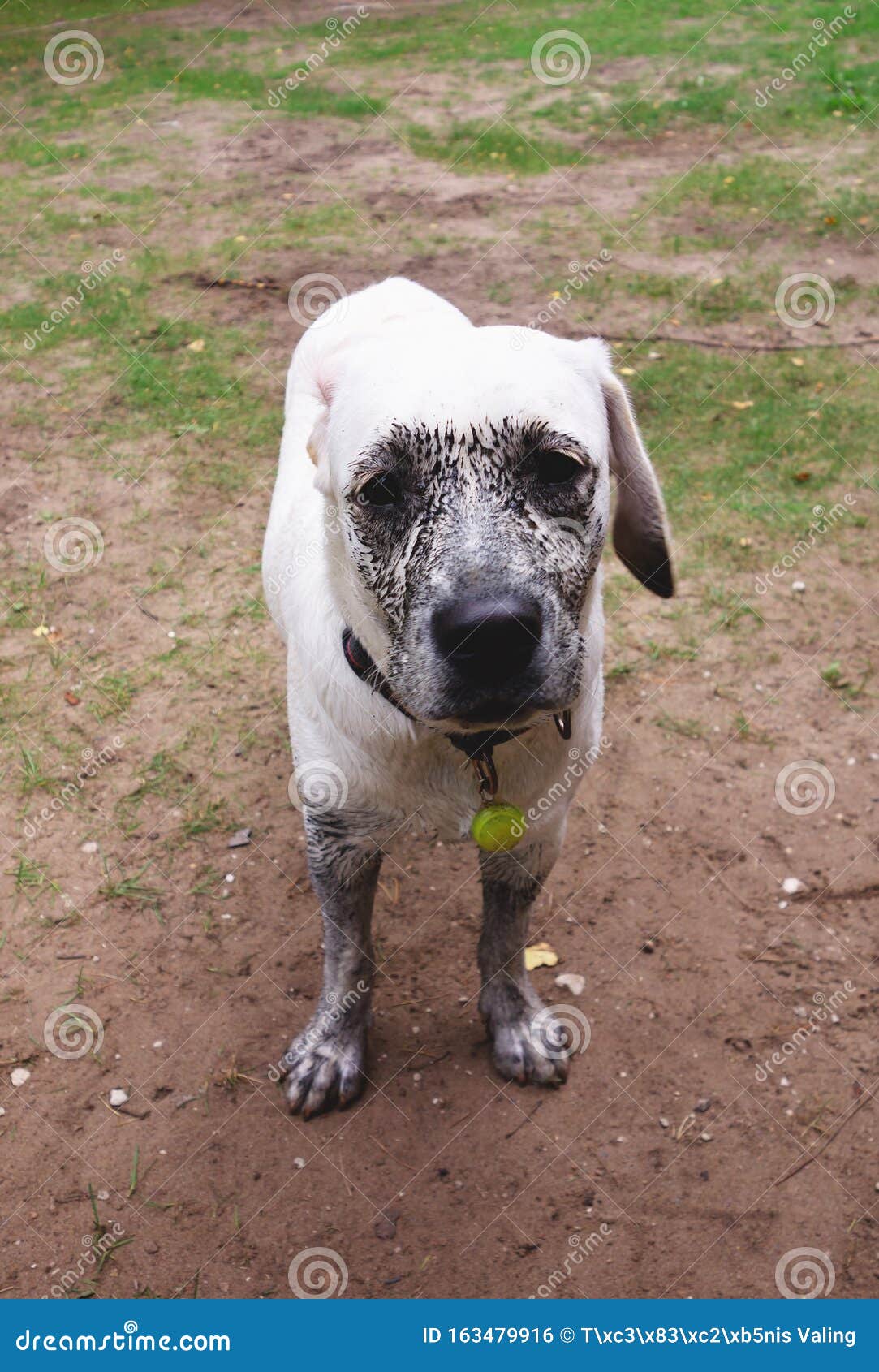 Muddy Labrador Having Fun during Holiday Stock Photo - Image of ...