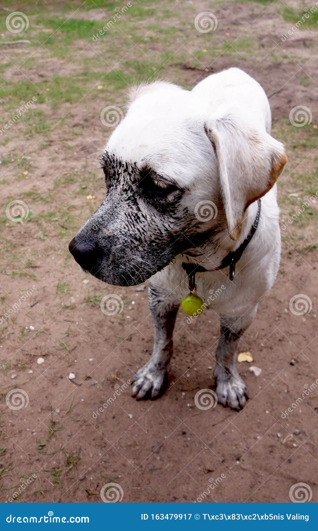 Muddy Labrador Having Fun during Holiday Stock Image - Image of cute ...