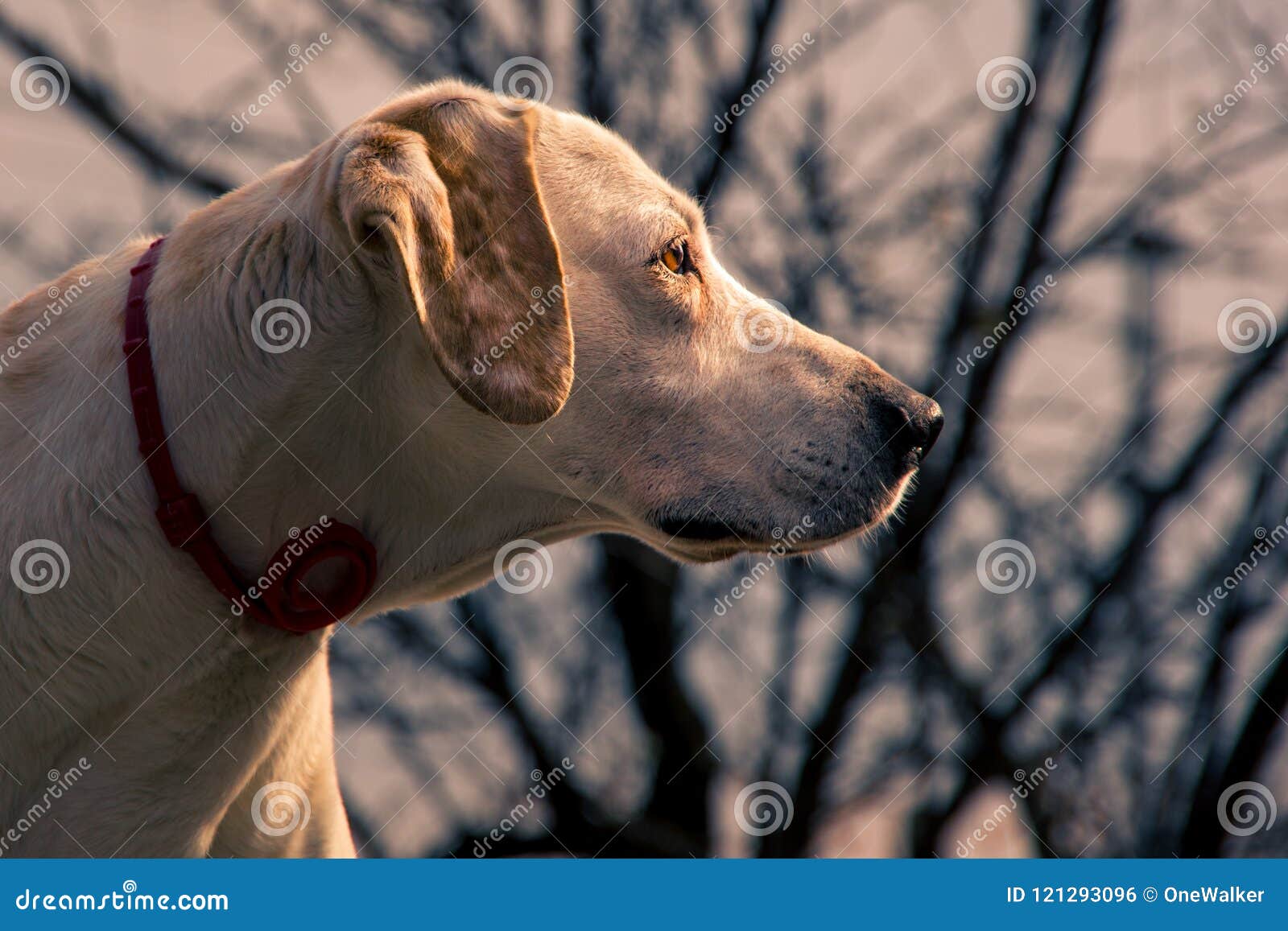 Labrador Head Looking To the Left Side. Stock Photo - Image of doggy ...