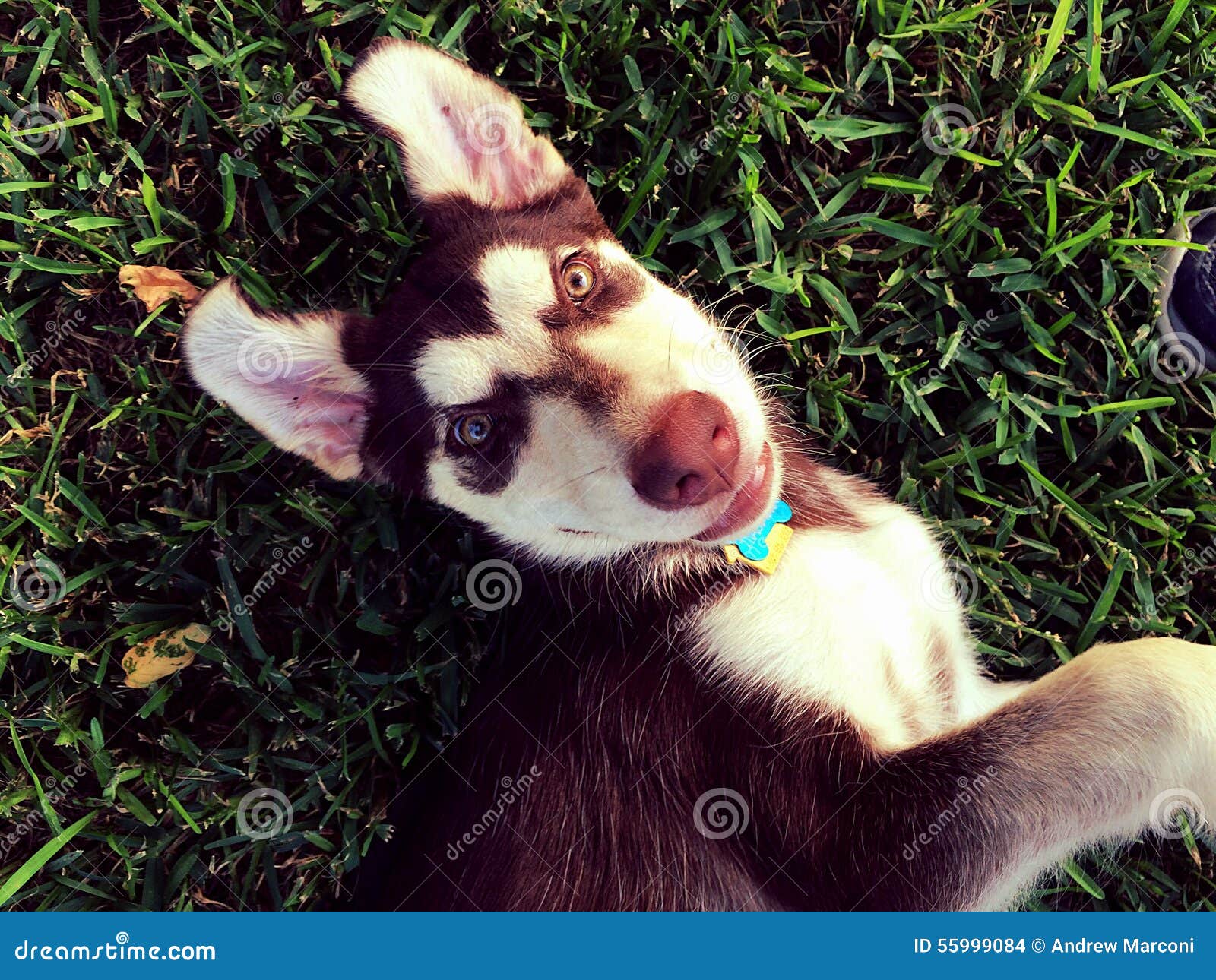 The Labrador Husky Pose stock photo. Image of camera - 55999084