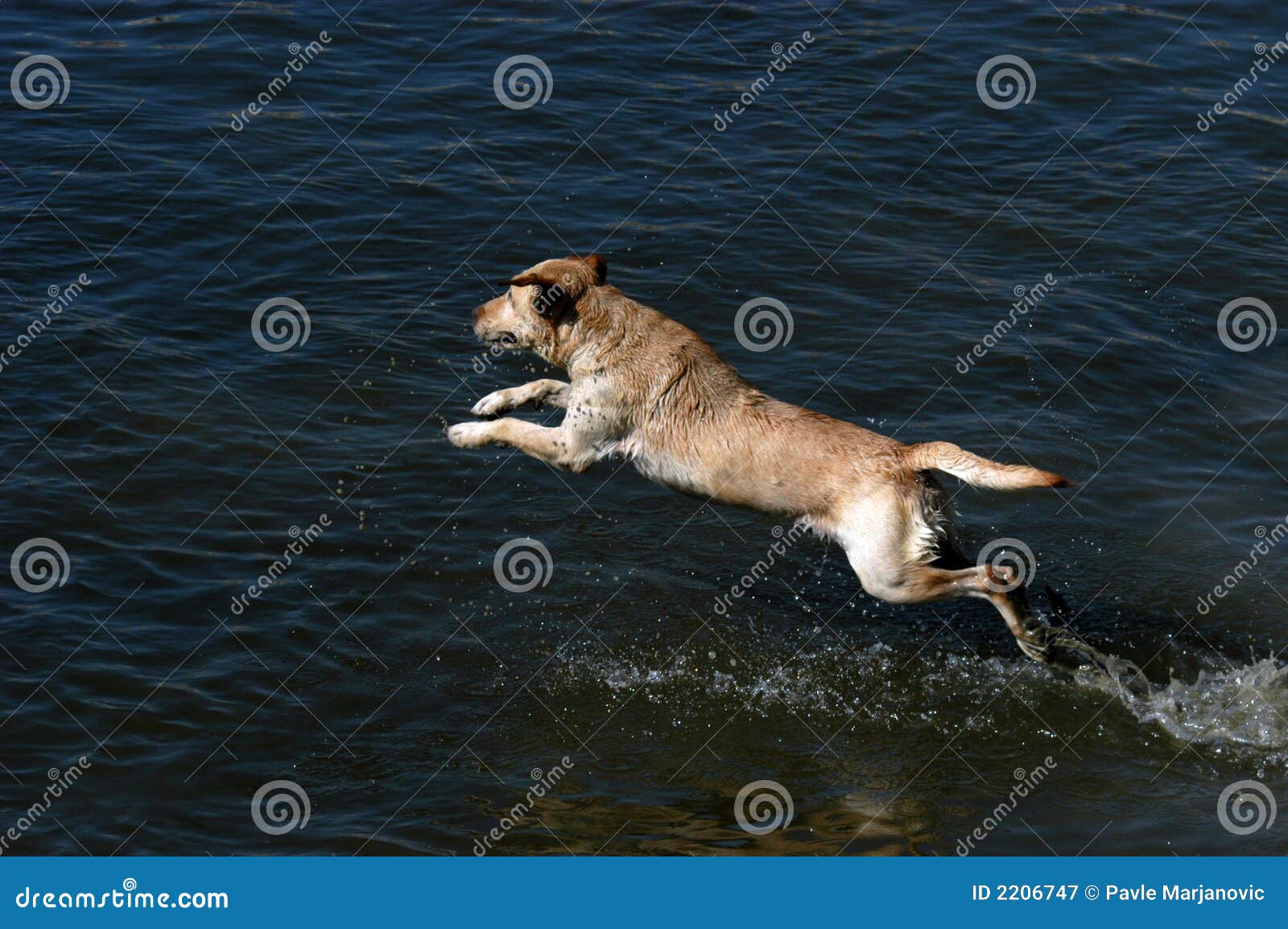 Labrador Jumping into Water Stock Image - Image of drops, spring: 2206747