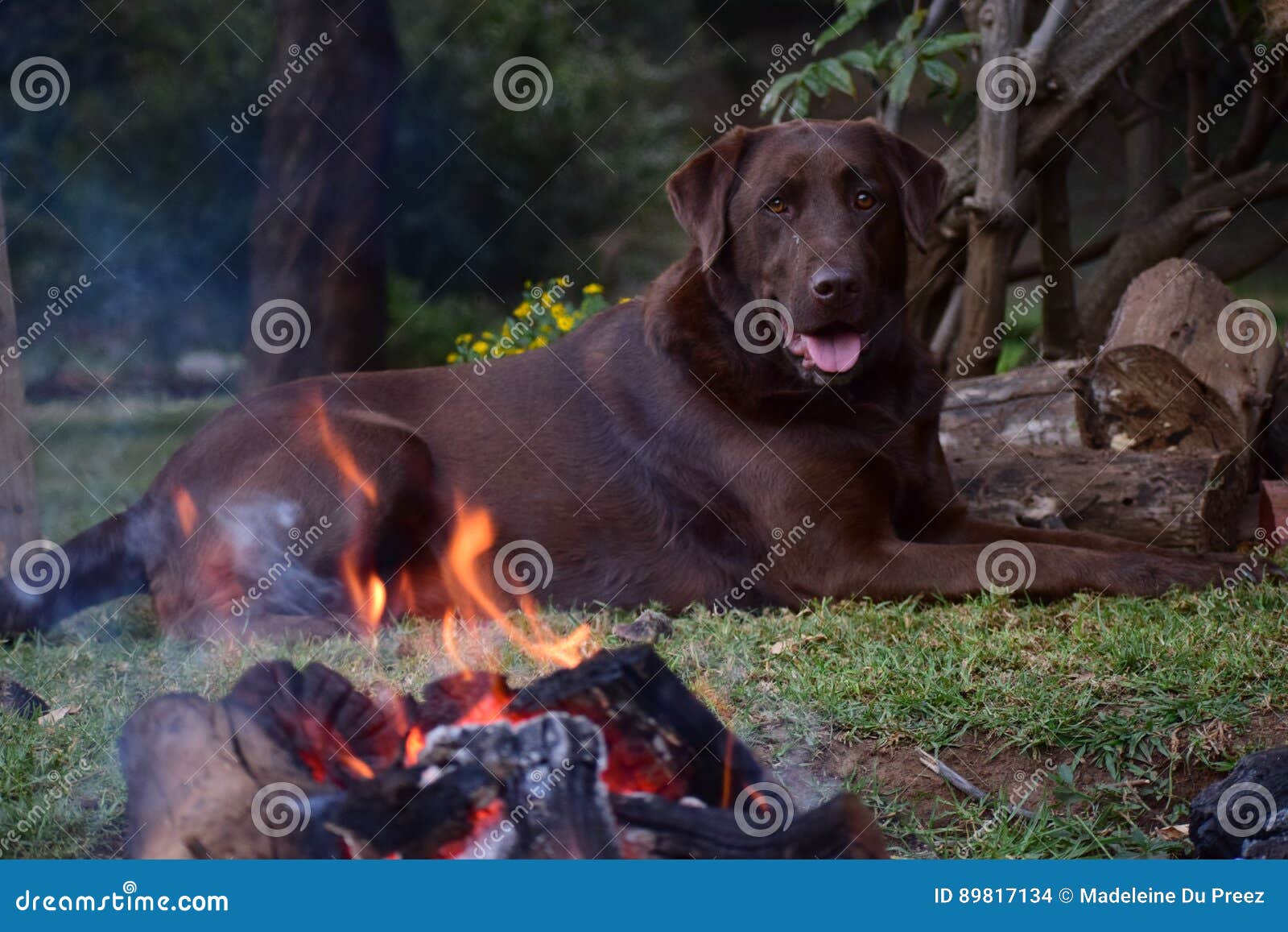 Labrador Laying by the Fire Stock Photo - Image of brown, relax: 89817134