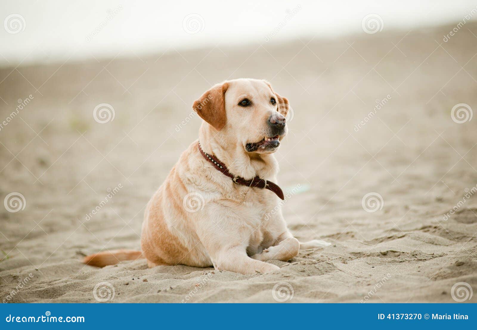 Labrador laying on sand stock photo. Image of collar - 41373270