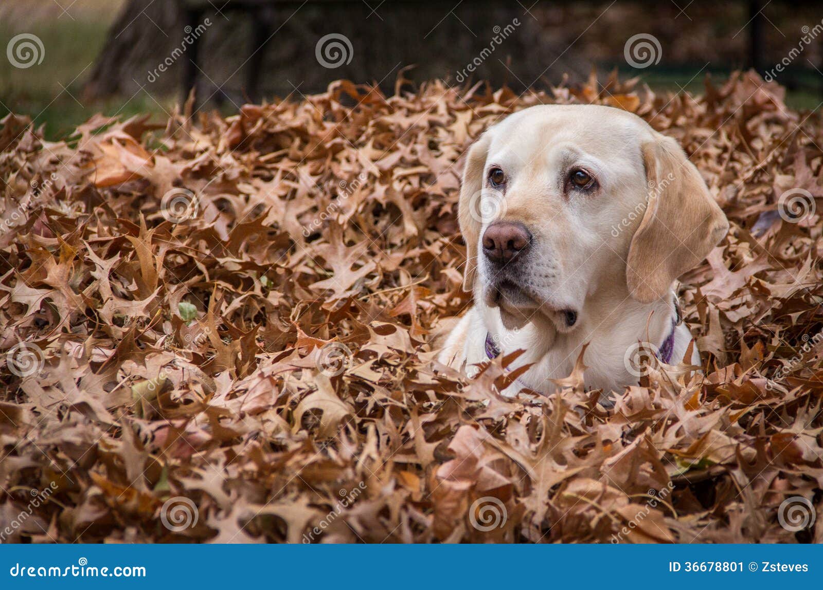Labrador in leaves stock image. Image of dogs, family - 36678801