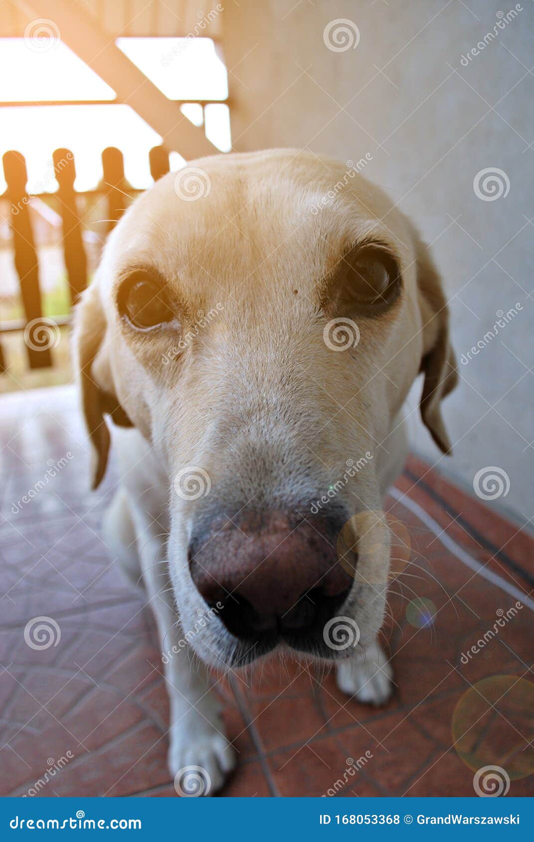 Portrait of a Blond Labrador Retriever Dog Looking at the Camera Stock ...