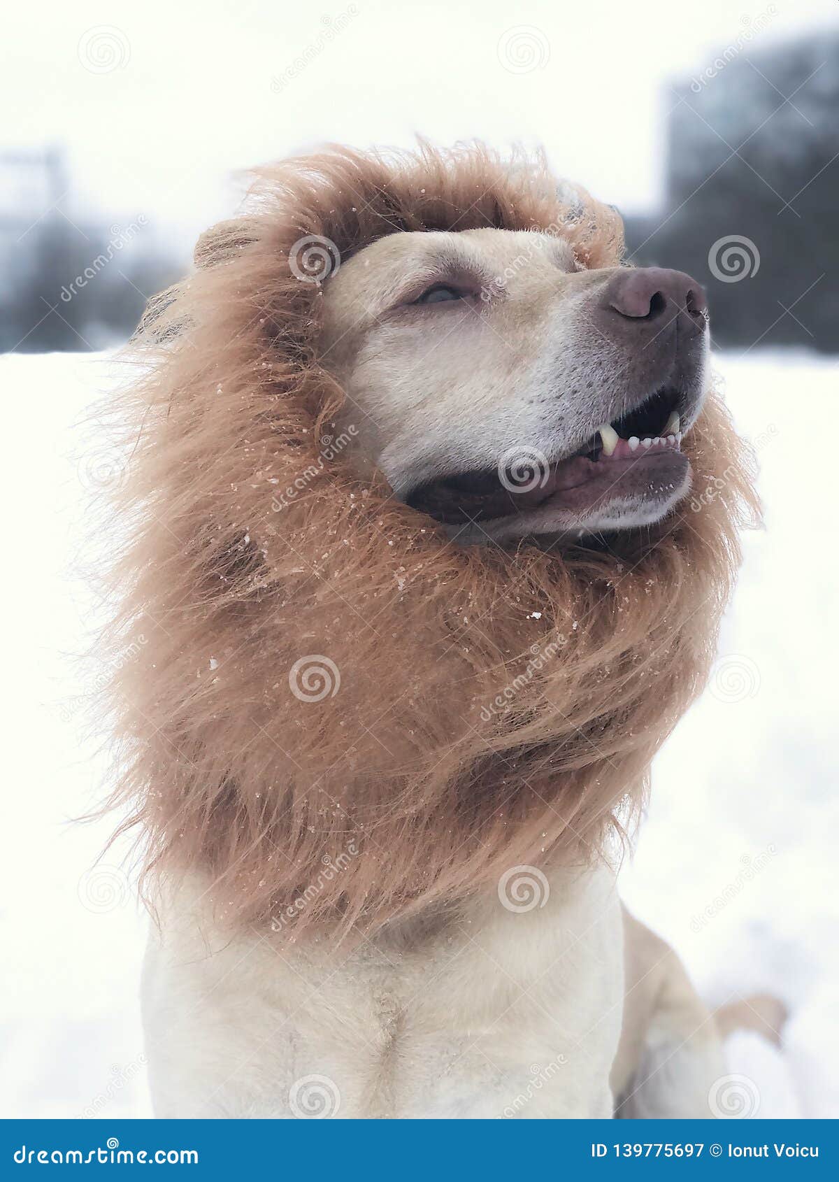Labrador with a lion fur stock image. Image of dogs - 139775697