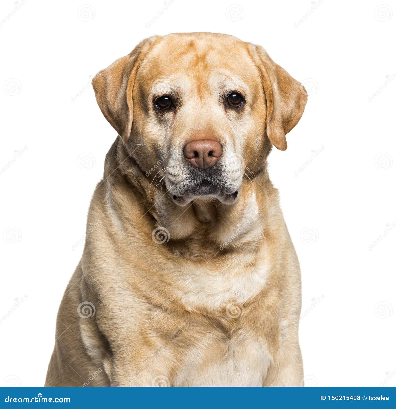 Labrador Looking at Camera Against White Background Stock Photo - Image ...