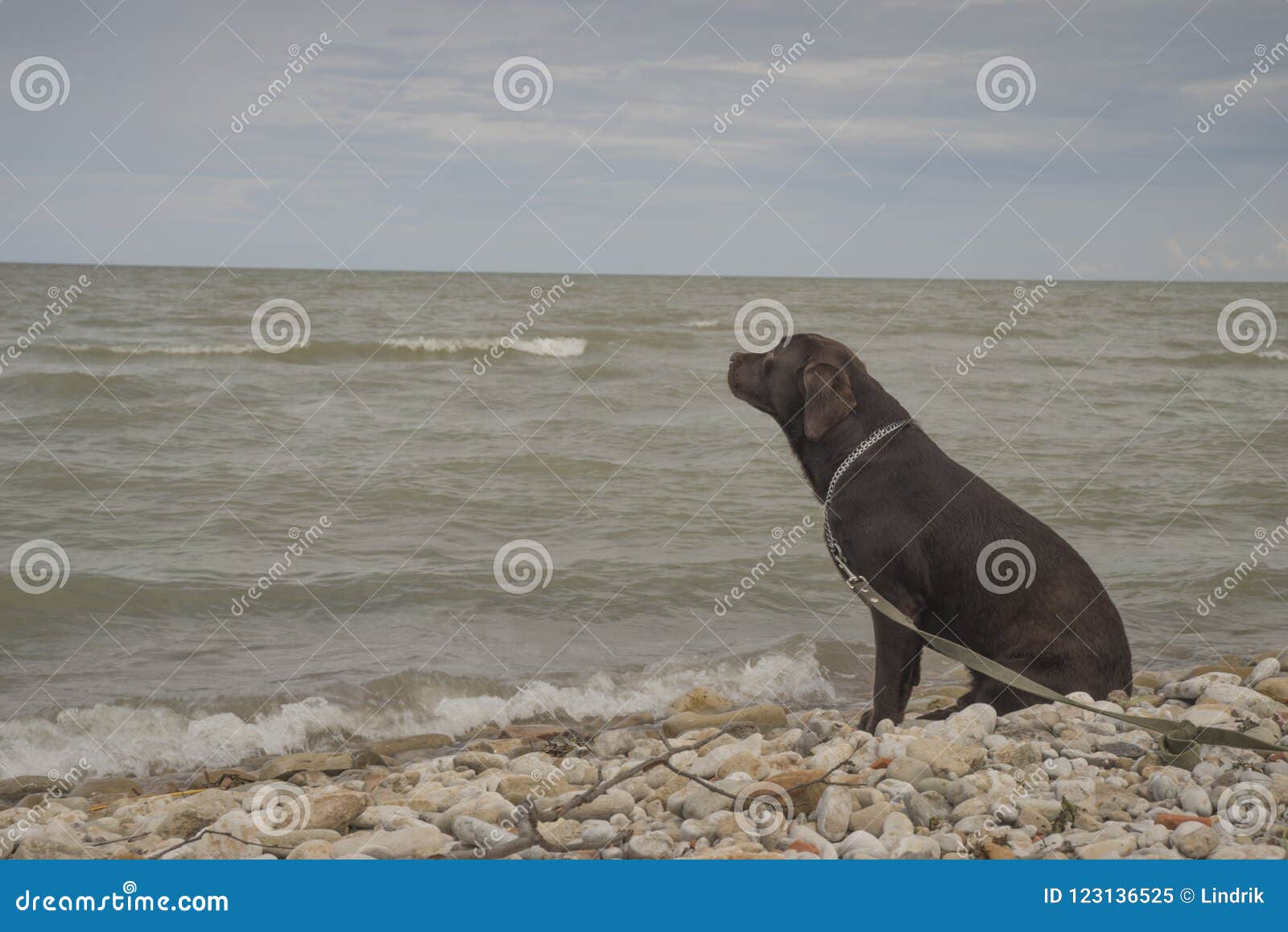 Labrador looks at the sea stock image. Image of white - 123136525