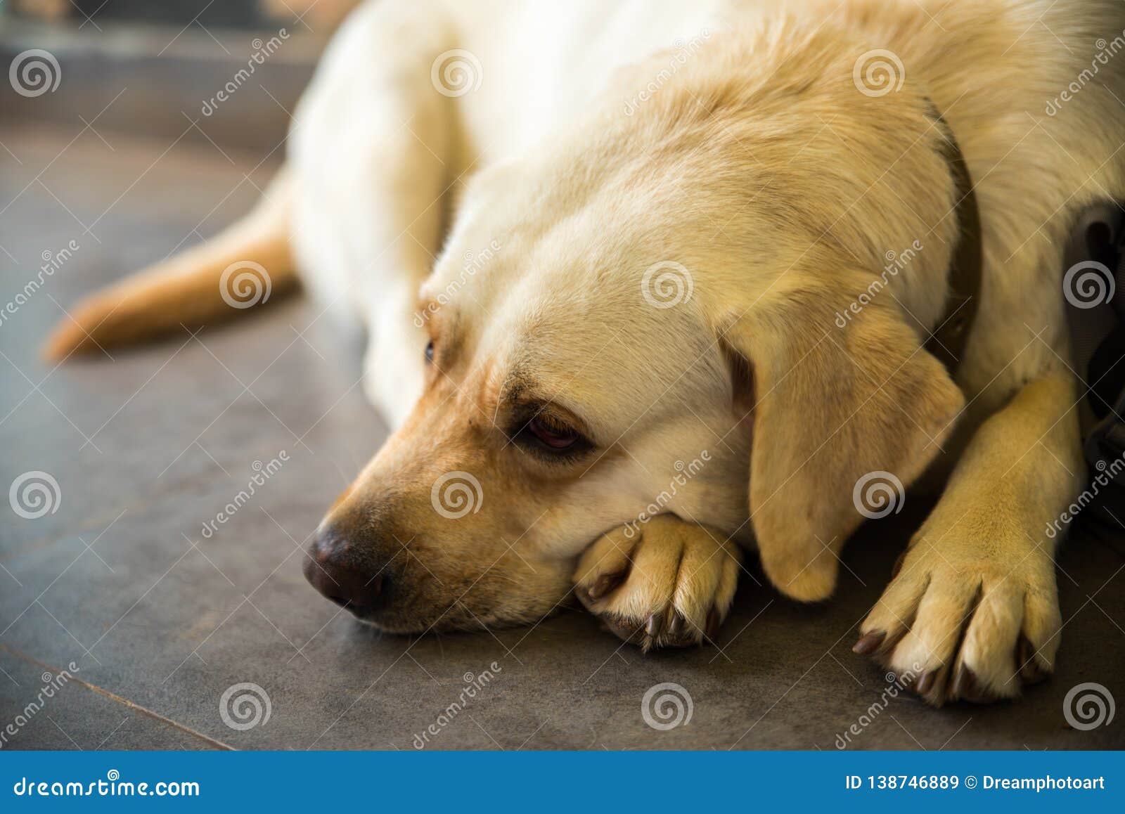 Labrador Lying Down stock image. Image of terrier, beauty - 138746889
