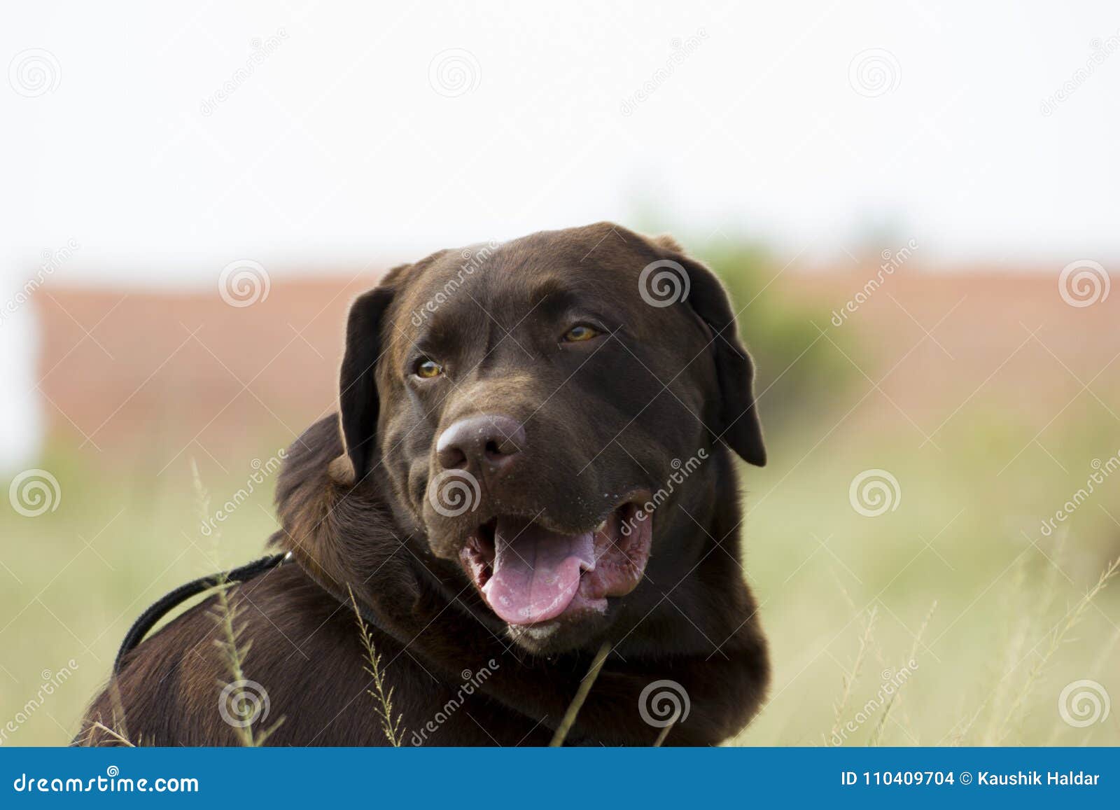 Labrador Marrom Bonito Que Joga No Sol Foto de Stock - Imagem de ...