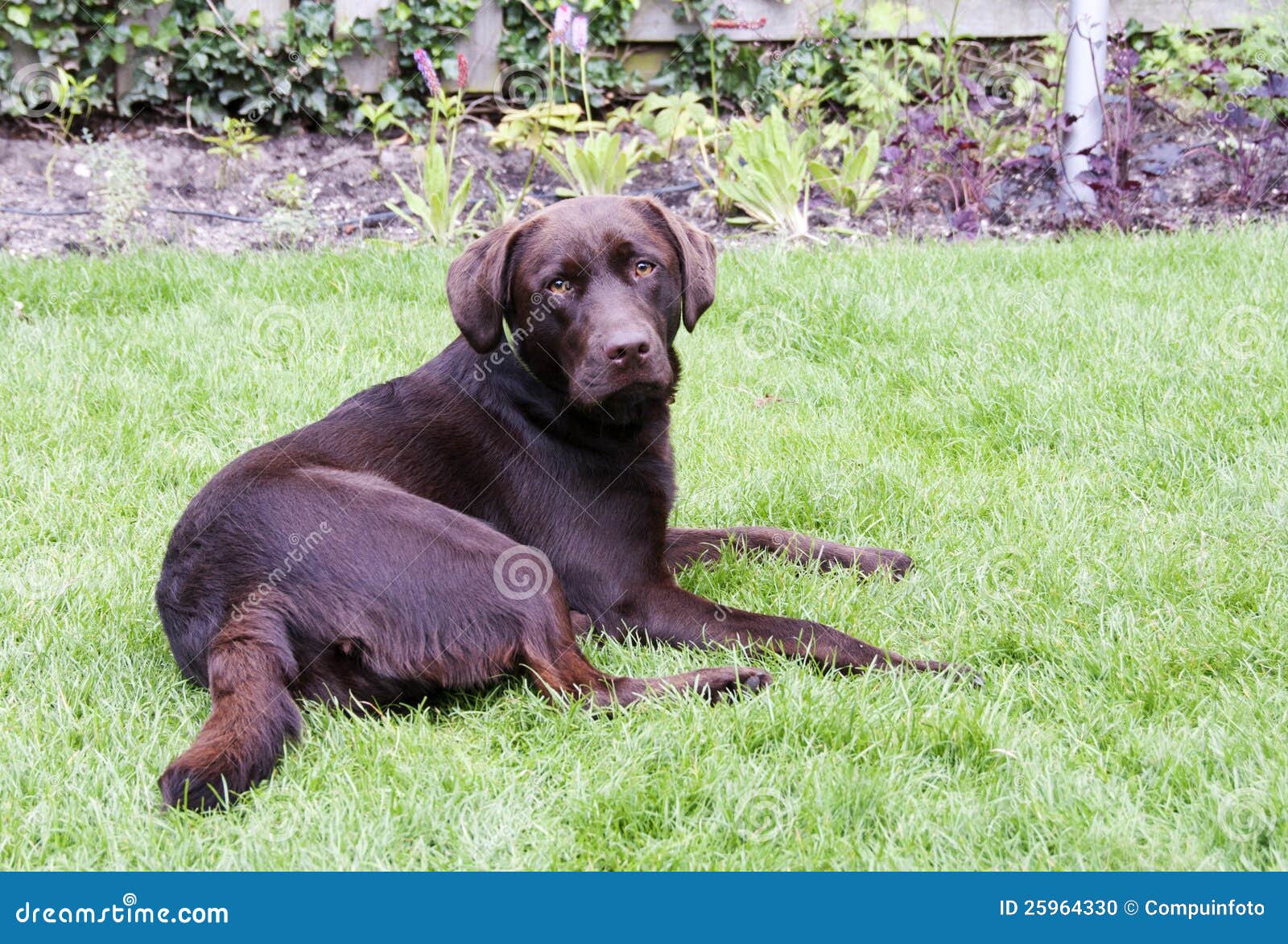 Labrador marrom novo foto de stock. Imagem de verde, pele - 25964330