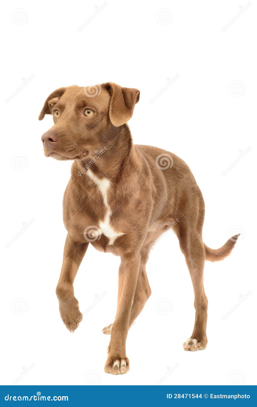 Labrador Mix stock photo. Image of brown, watching, yellow - 28471544