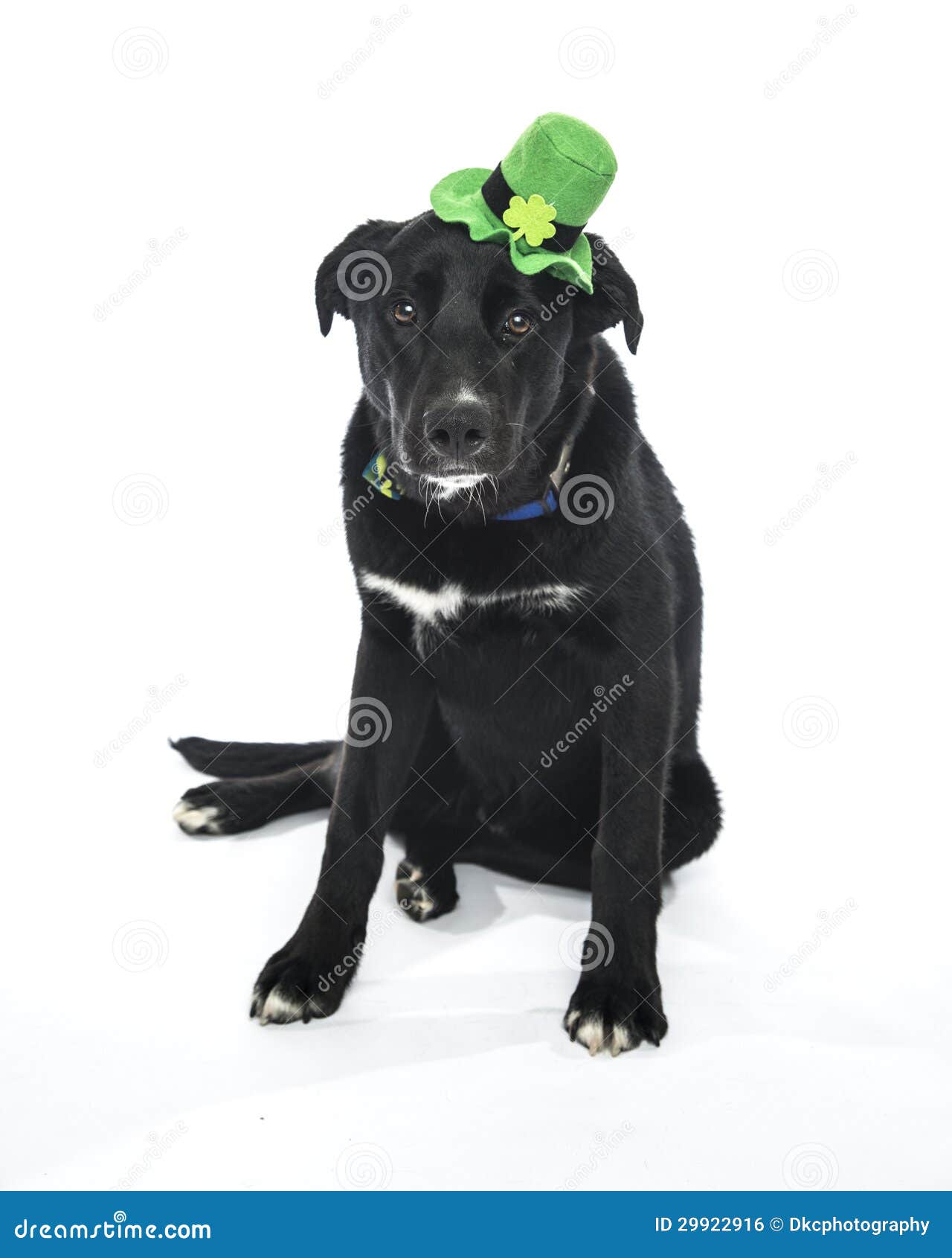 Lab Mix Leprechaun stock photo. Image of black, leprechaun - 29922916