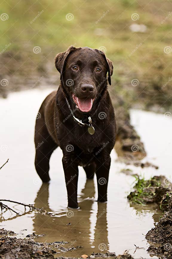 Labrador in Muddy Puddle stock image. Image of canine - 6988411