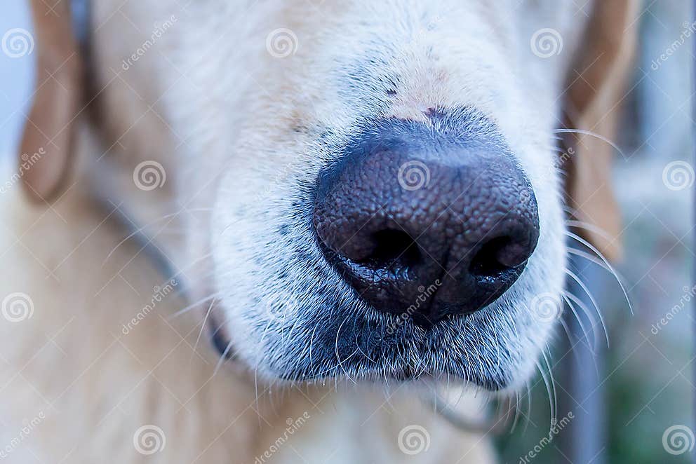 Labrador Muzzle Close-up, Leather Nose Stock Photo - Image of mustache ...