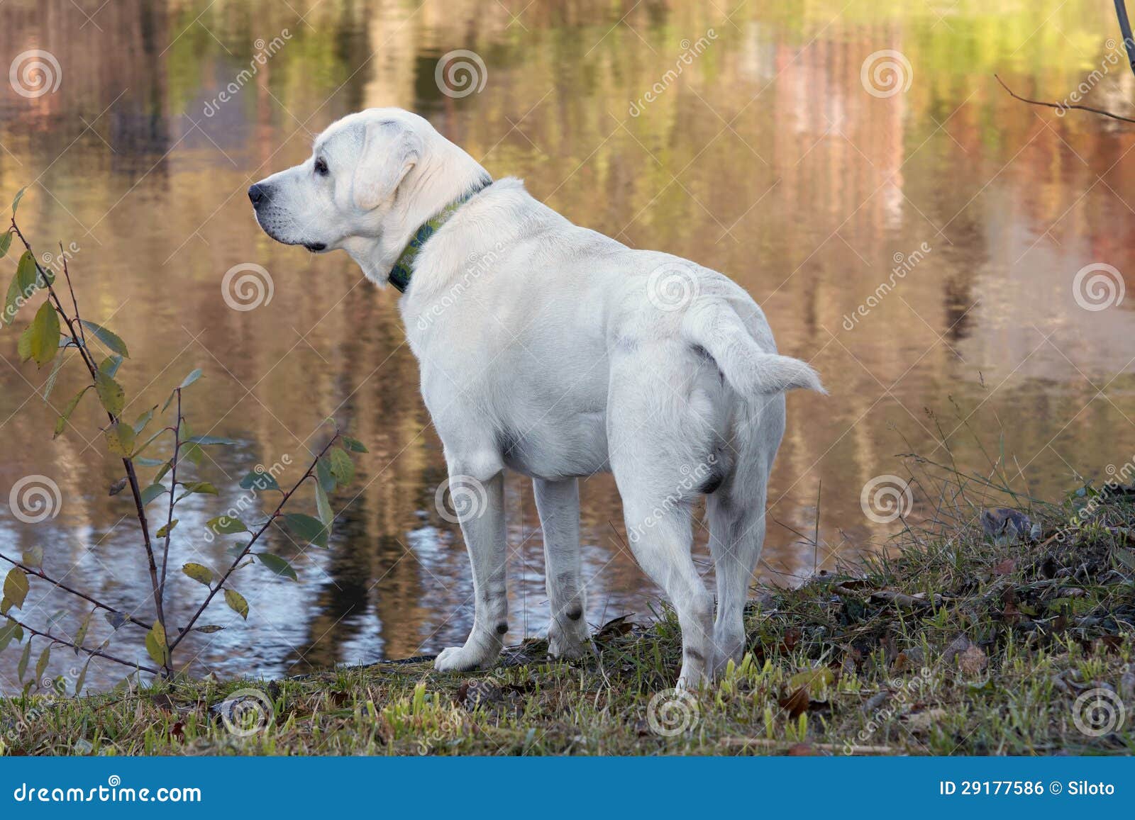 Labrador no banco de rio foto de stock. Imagem de pets - 29177586