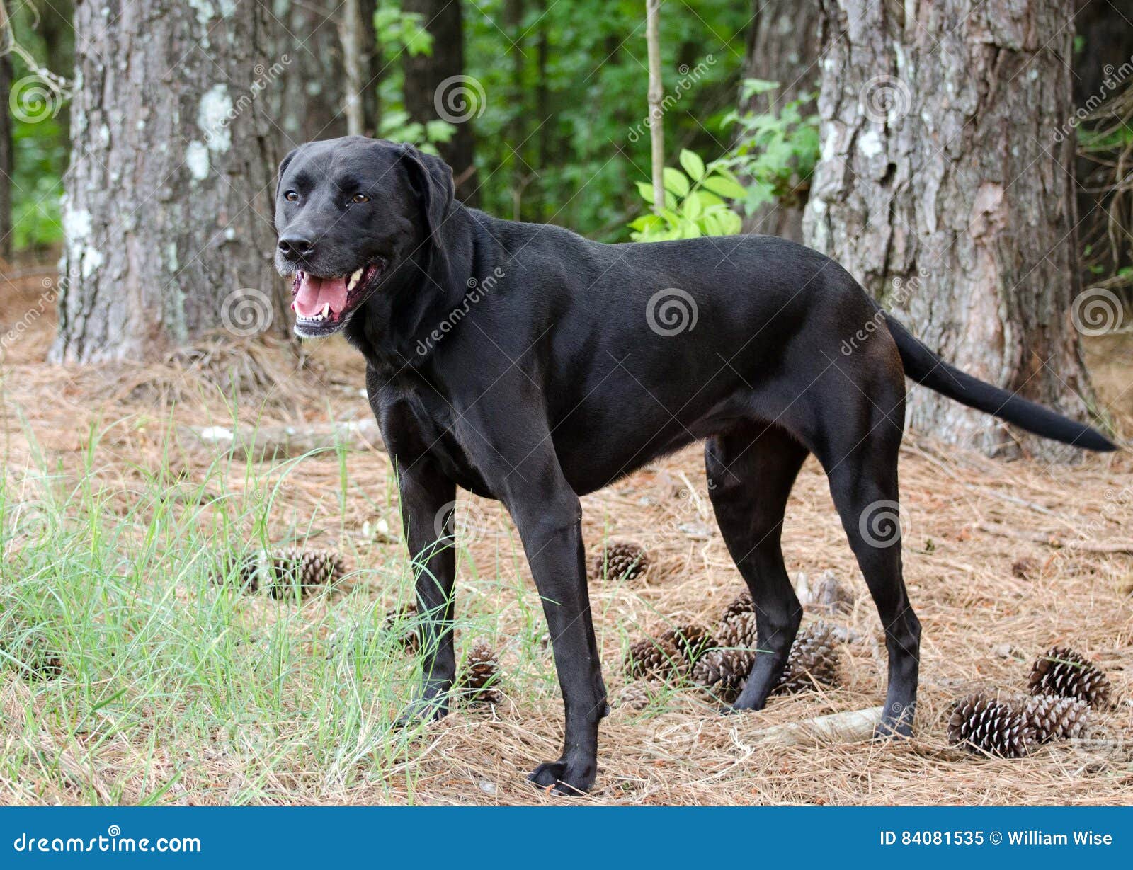Labrador Noir Grand Dane Mixed Breed Dog Image stock - Image du ...