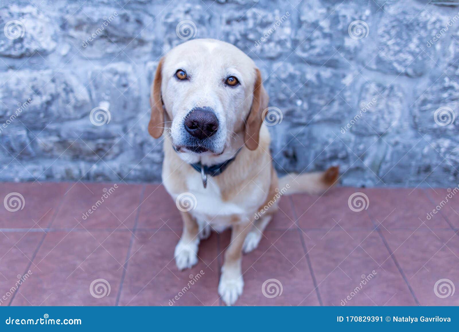 Labrador Obediently Sitting, Funny Face Stock Image - Image of bored ...