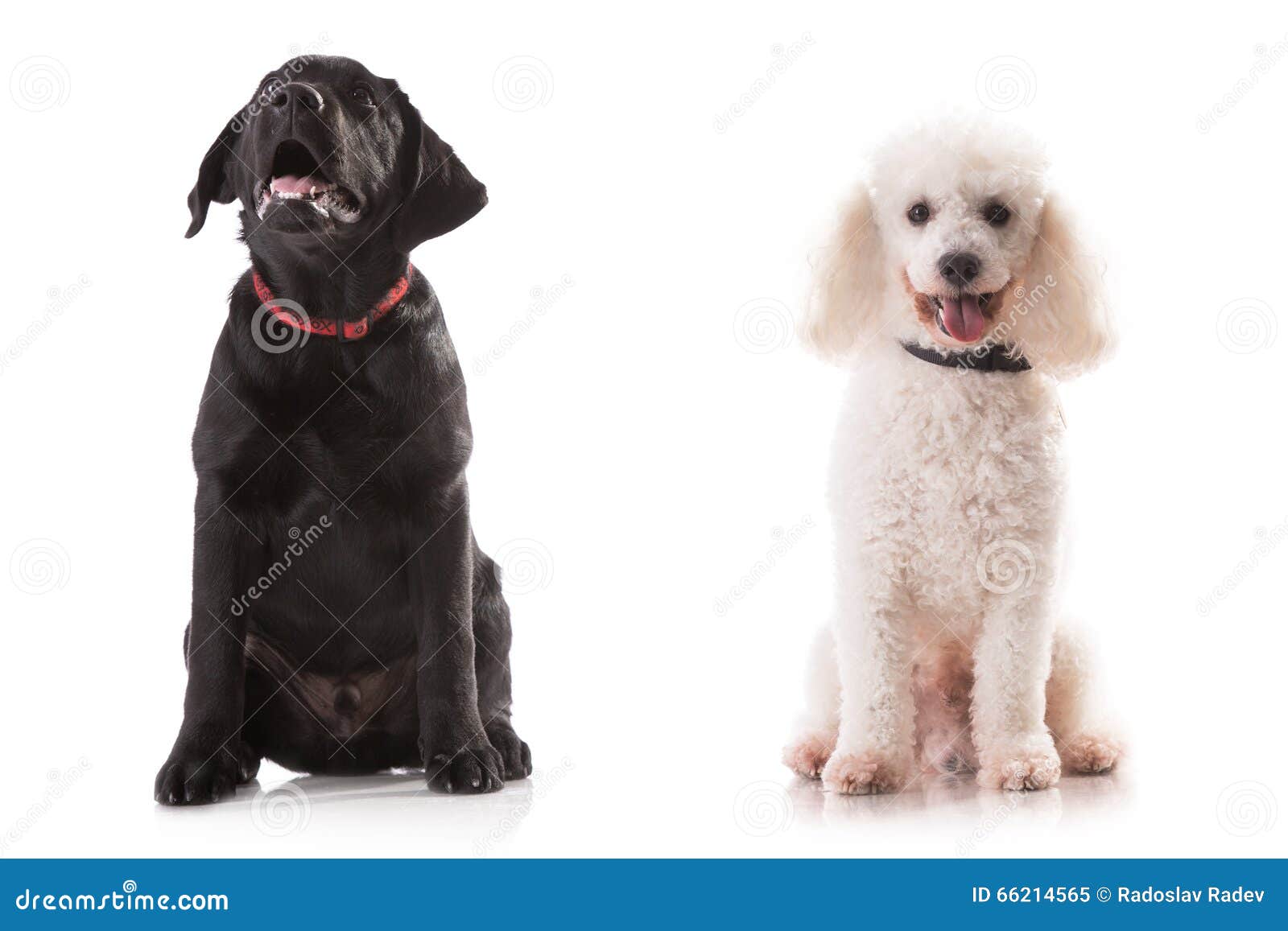 Labrador Och Pudel - Litet Gulligt Fotografering för Bildbyråer - Bild ...