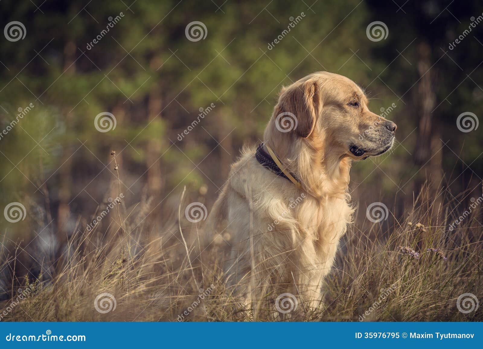 Labrador Outdoors stock image. Image of hunt, summer - 35976795