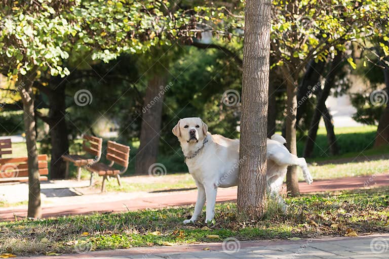 Labrador Peeing at a Tree in a Park. Stock Image - Image of urinating ...