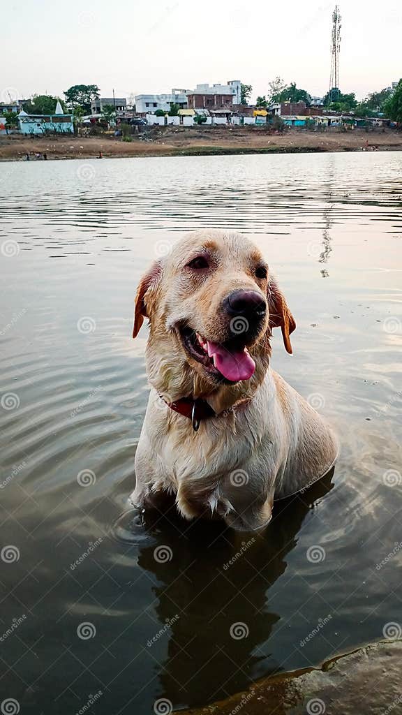Labrador Pet Dot Bath River Stock Image - Image of nose, carnivore ...