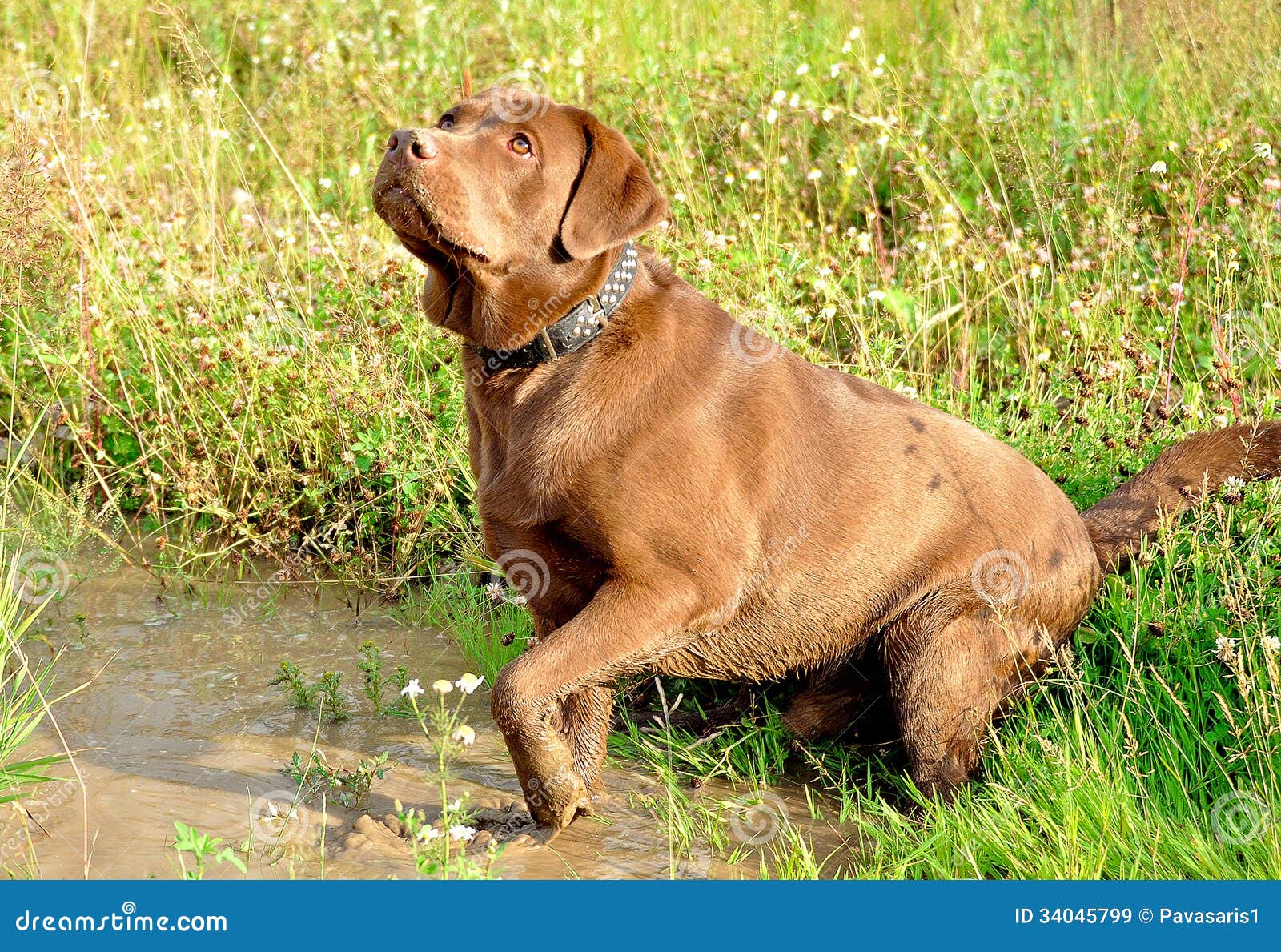 Labrador is Playing in the Mud Stock Image - Image of hilarious ...