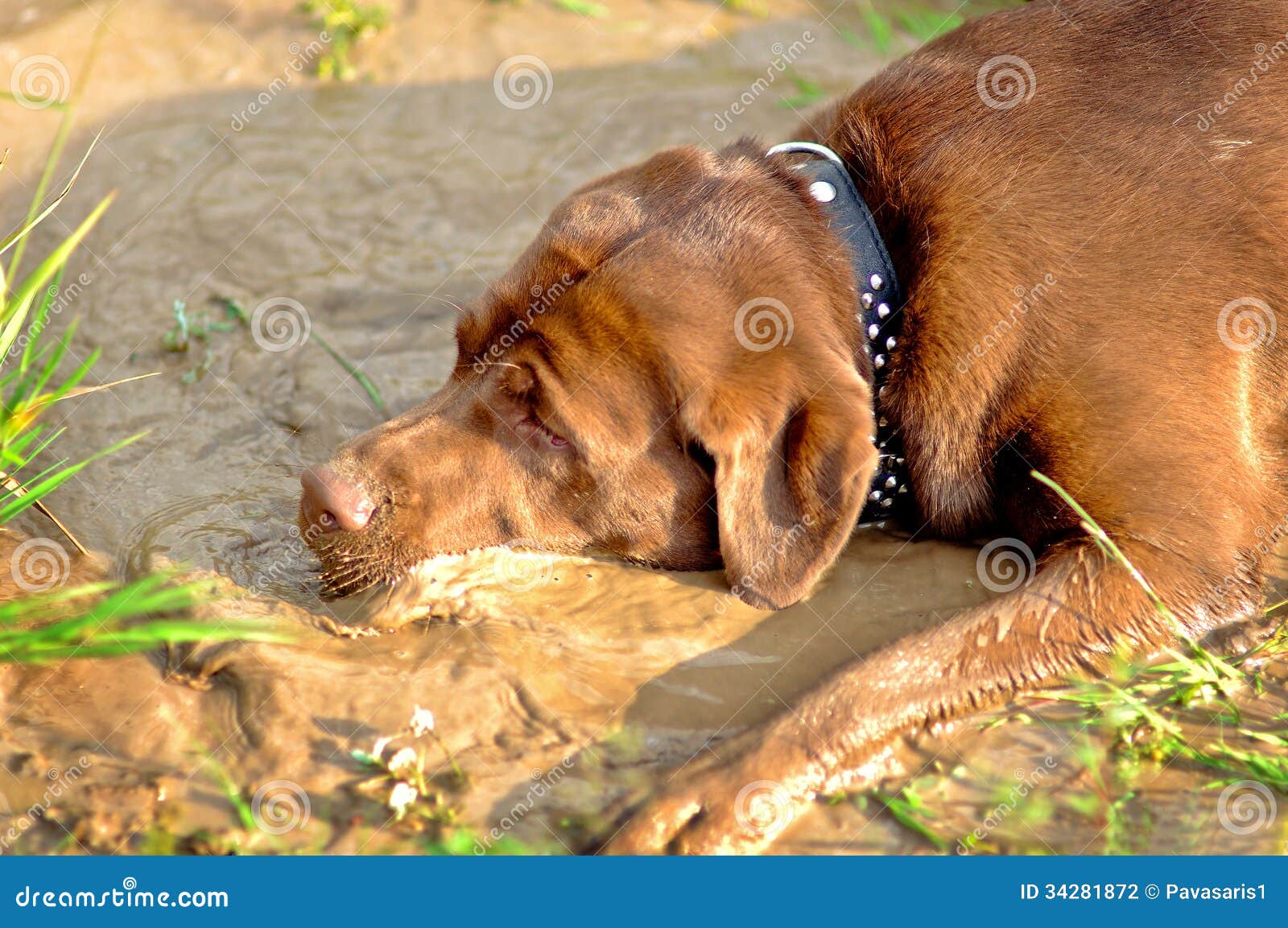 Labrador is Playing in the Mud Stock Photo - Image of family, pretty ...