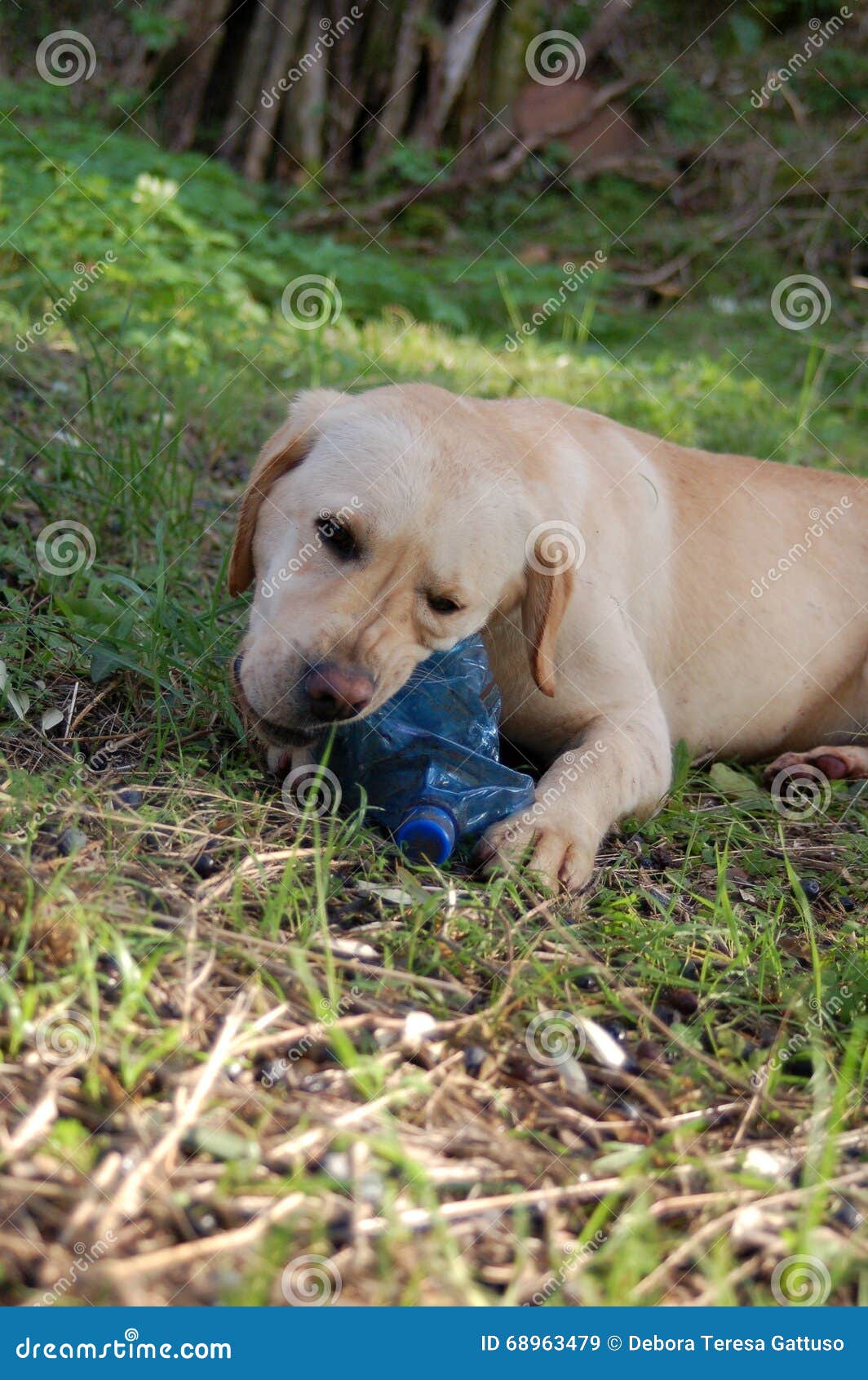 Labrador playing outside stock image. Image of garden - 68963479