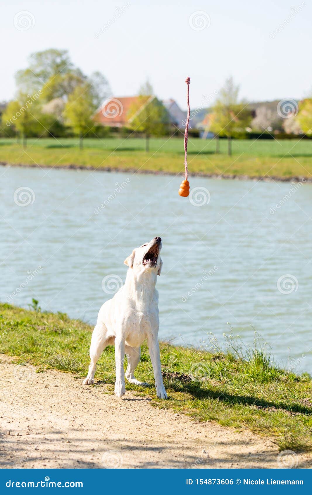 Labrador is Playing on a Path Stock Photo - Image of canal, walk: 154873606