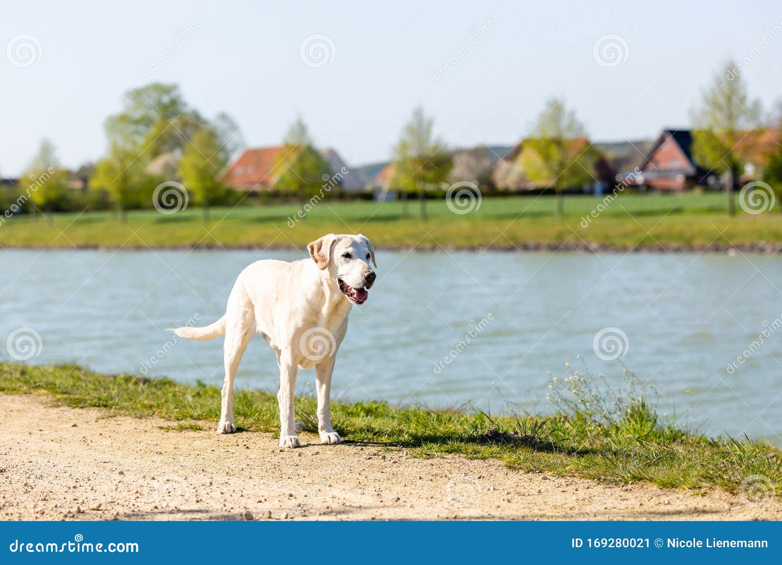 Labrador is Playing on a Path Stock Image - Image of walk, play: 169280021