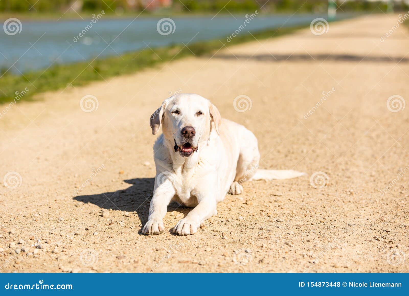 Labrador is Playing on a Path Stock Photo - Image of outdoors, labrador ...