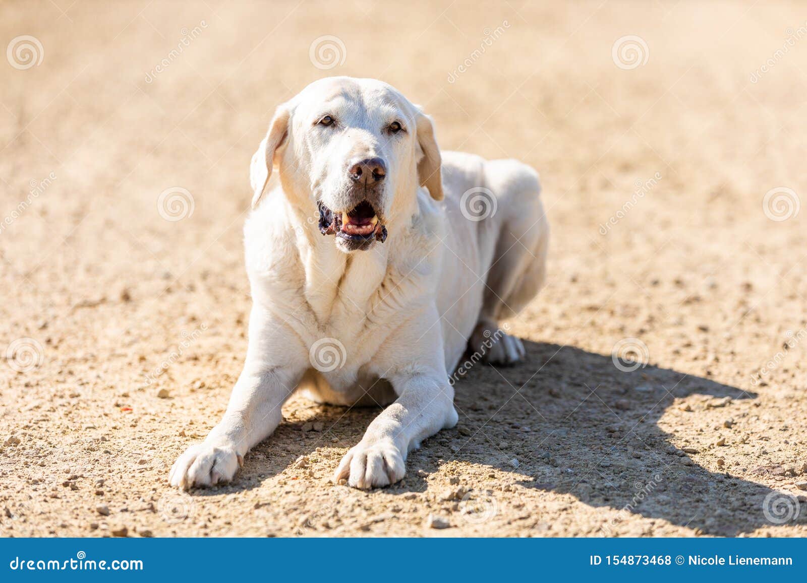 Labrador is Playing on a Path Stock Photo - Image of path, nature ...