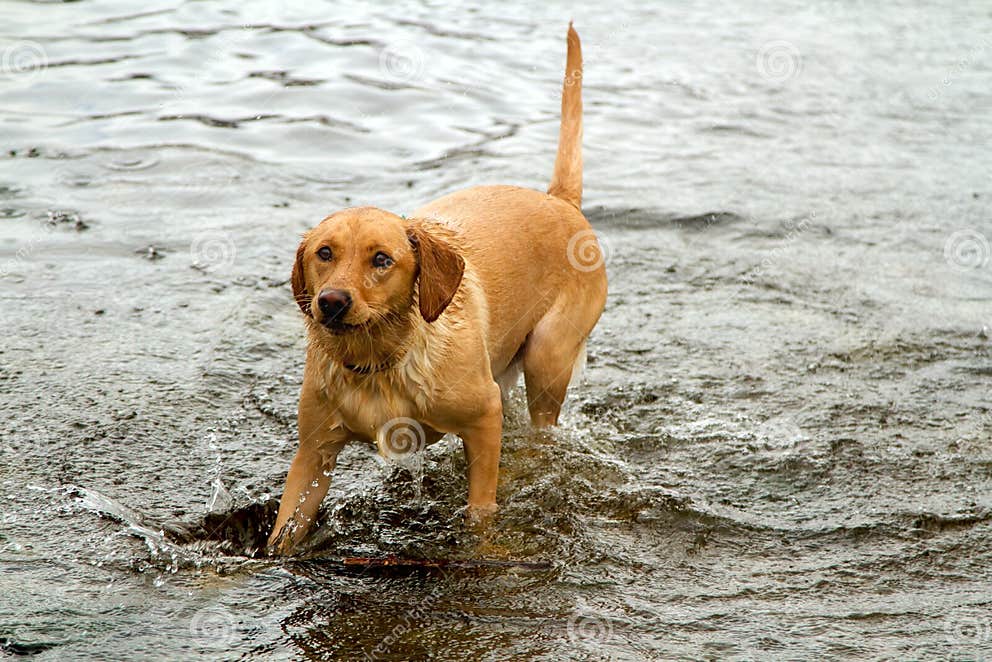 Labrador Playing in a Scottish Loch Stock Photo - Image of head ...