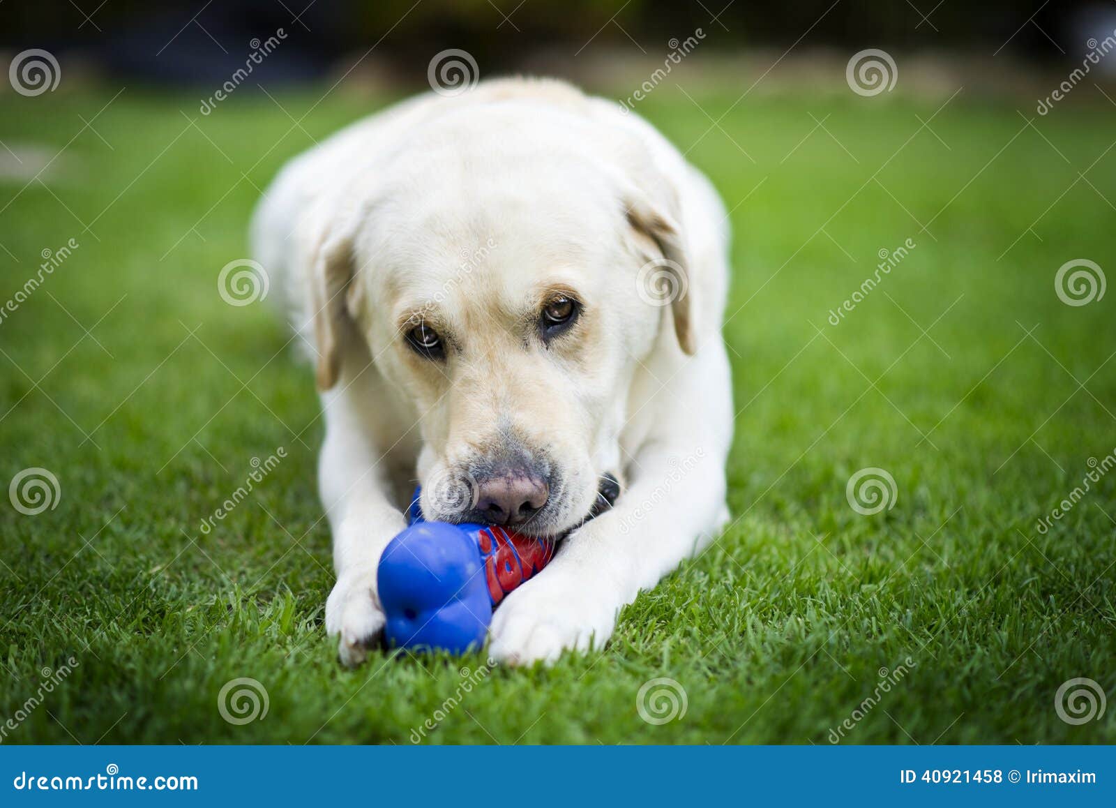 Labrador playing with toy stock photo. Image of park - 40921458