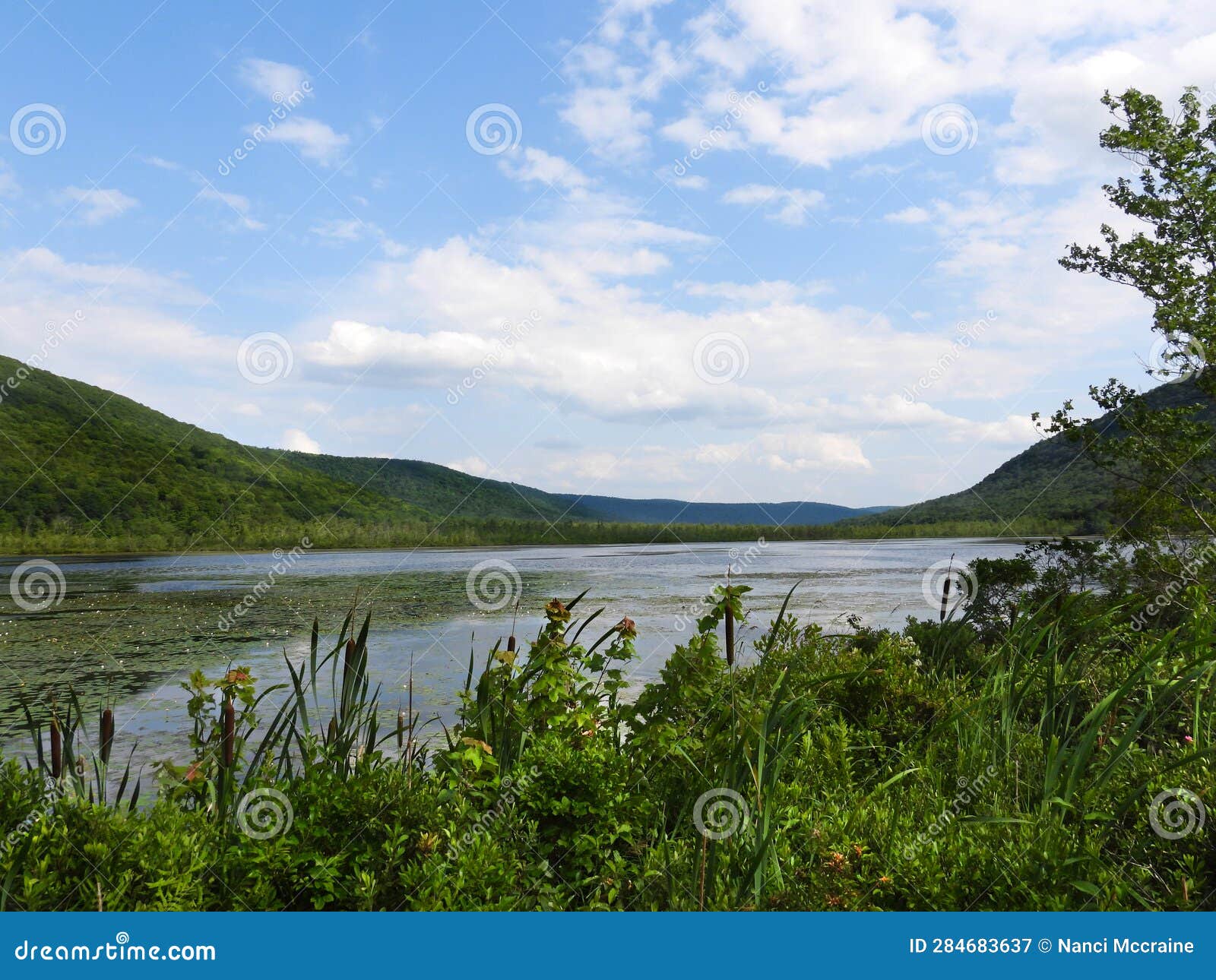 NYS Labrador Hollow Unique Area Summer Pond View Stock Image - Image of ...