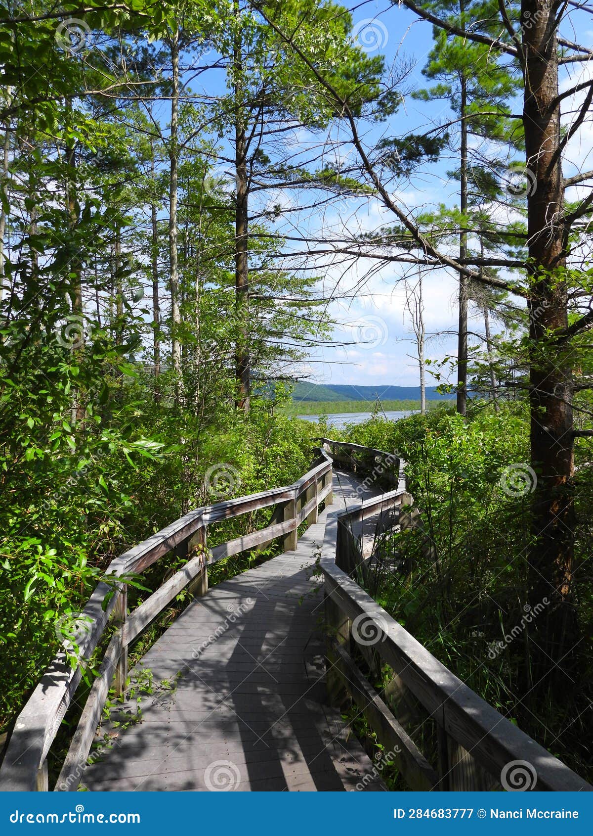 Labrador Pond NYS Boardwalk To Pond Shoreline in Summer Stock Image ...