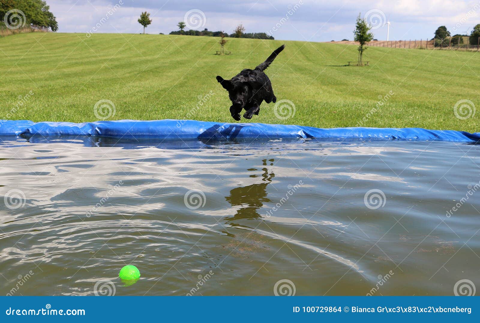 Labrador in the pool stock photo. Image of friend, face - 100729864