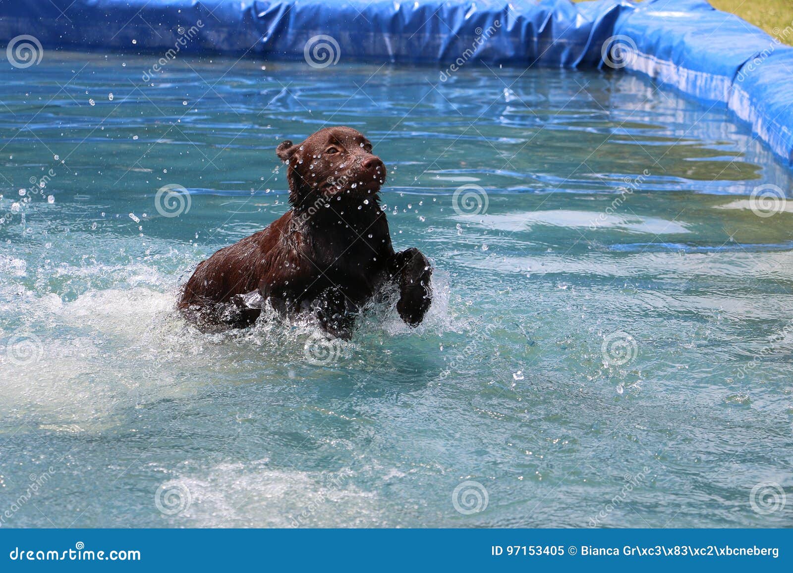 Labrador in the pool stock image. Image of black, park - 97153405