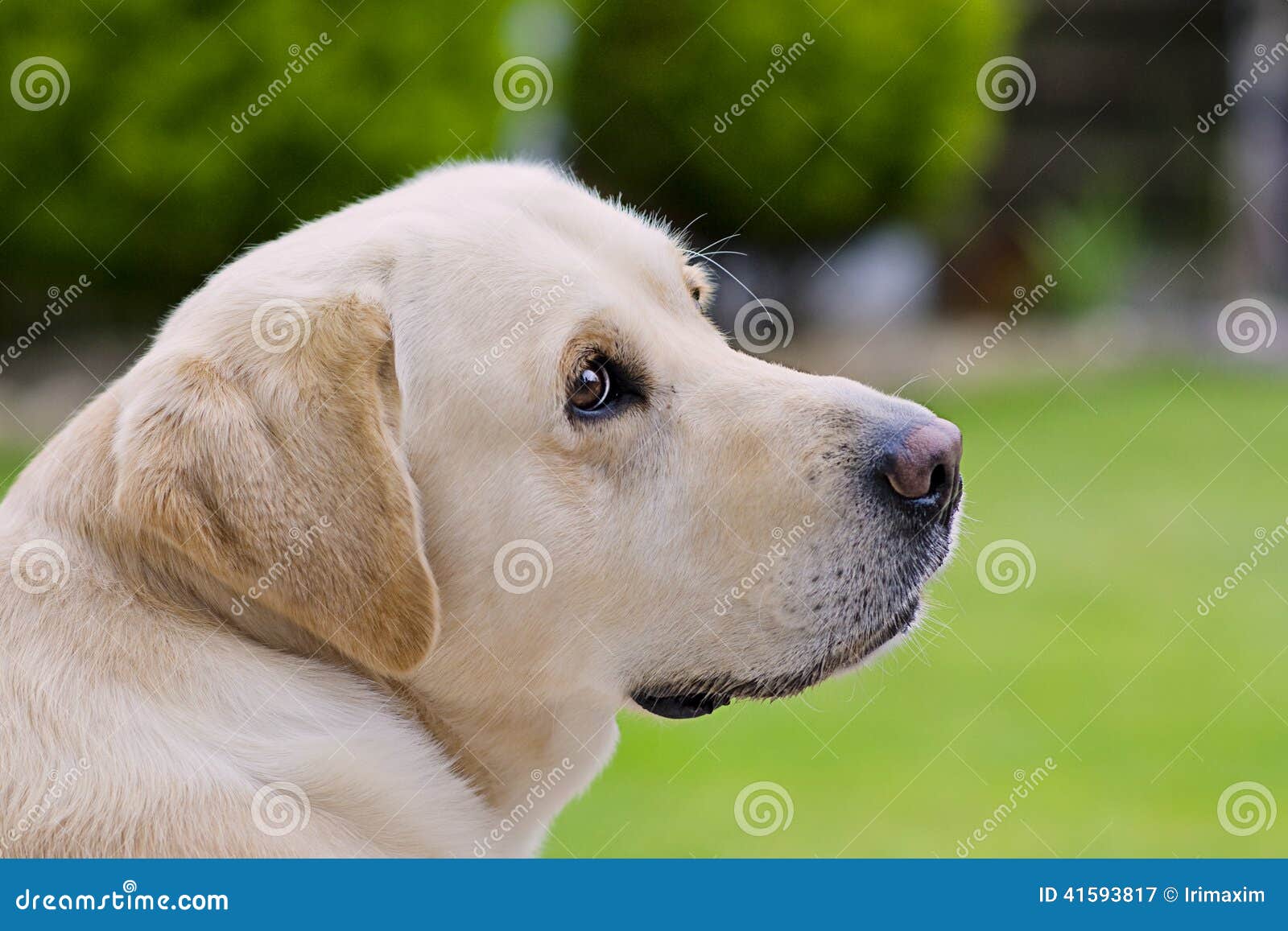 Labrador portrait stock image. Image of green, eyes, nose - 41593817