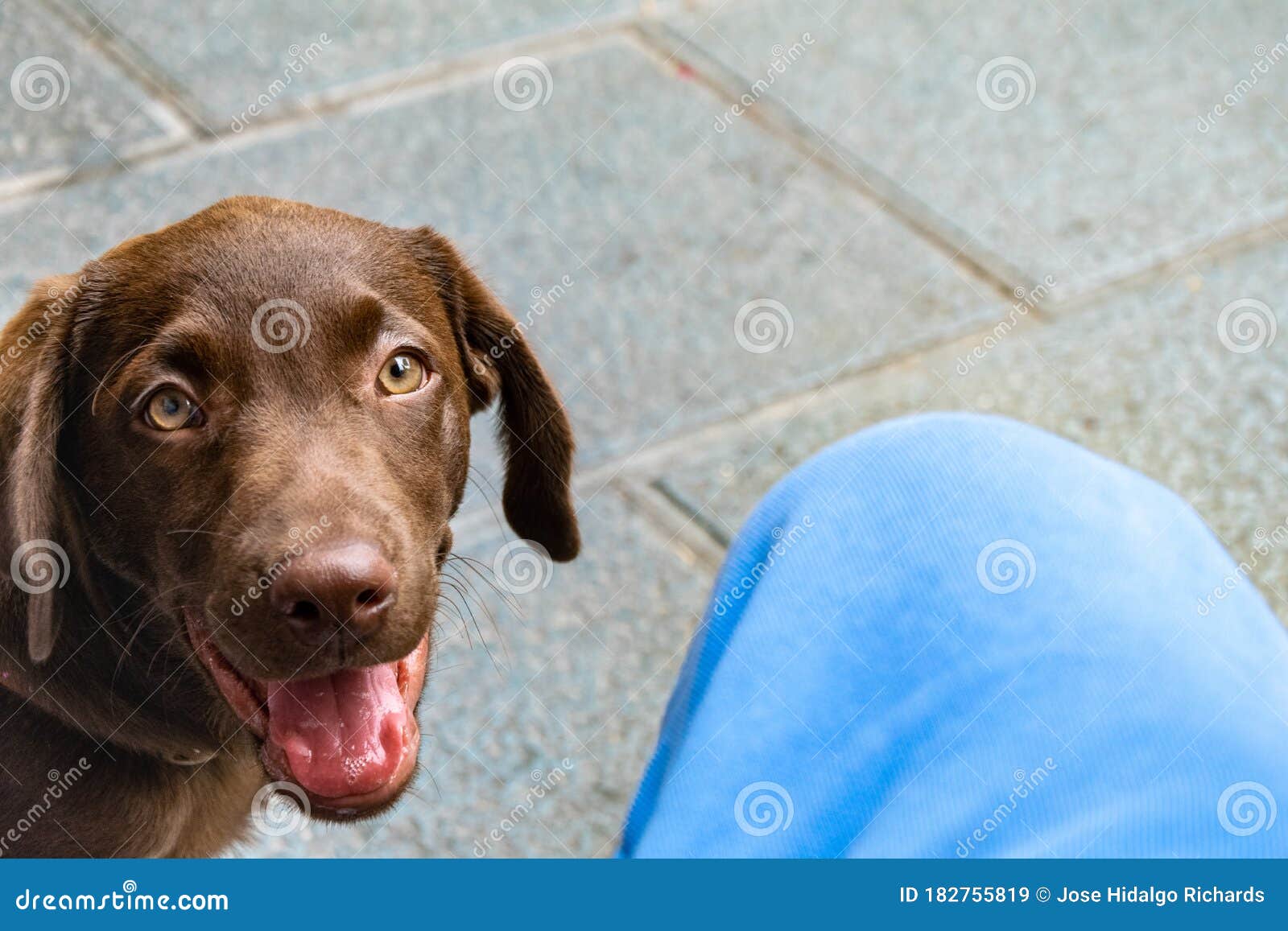 Labrador Posing with a Smile Stock Image - Image of beautiful, cheerful ...