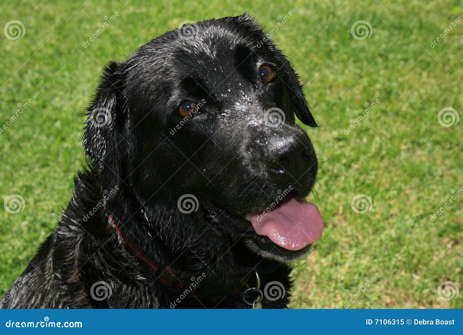 Labrador preto imagem de stock. Imagem de obediente, marrom - 7106315