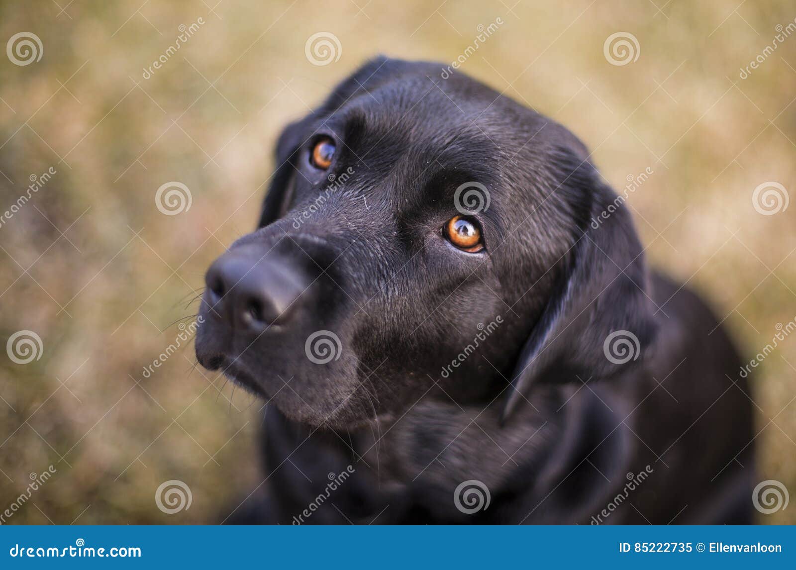 Labrador preto imagem de stock. Imagem de labrador, olhos - 85222735